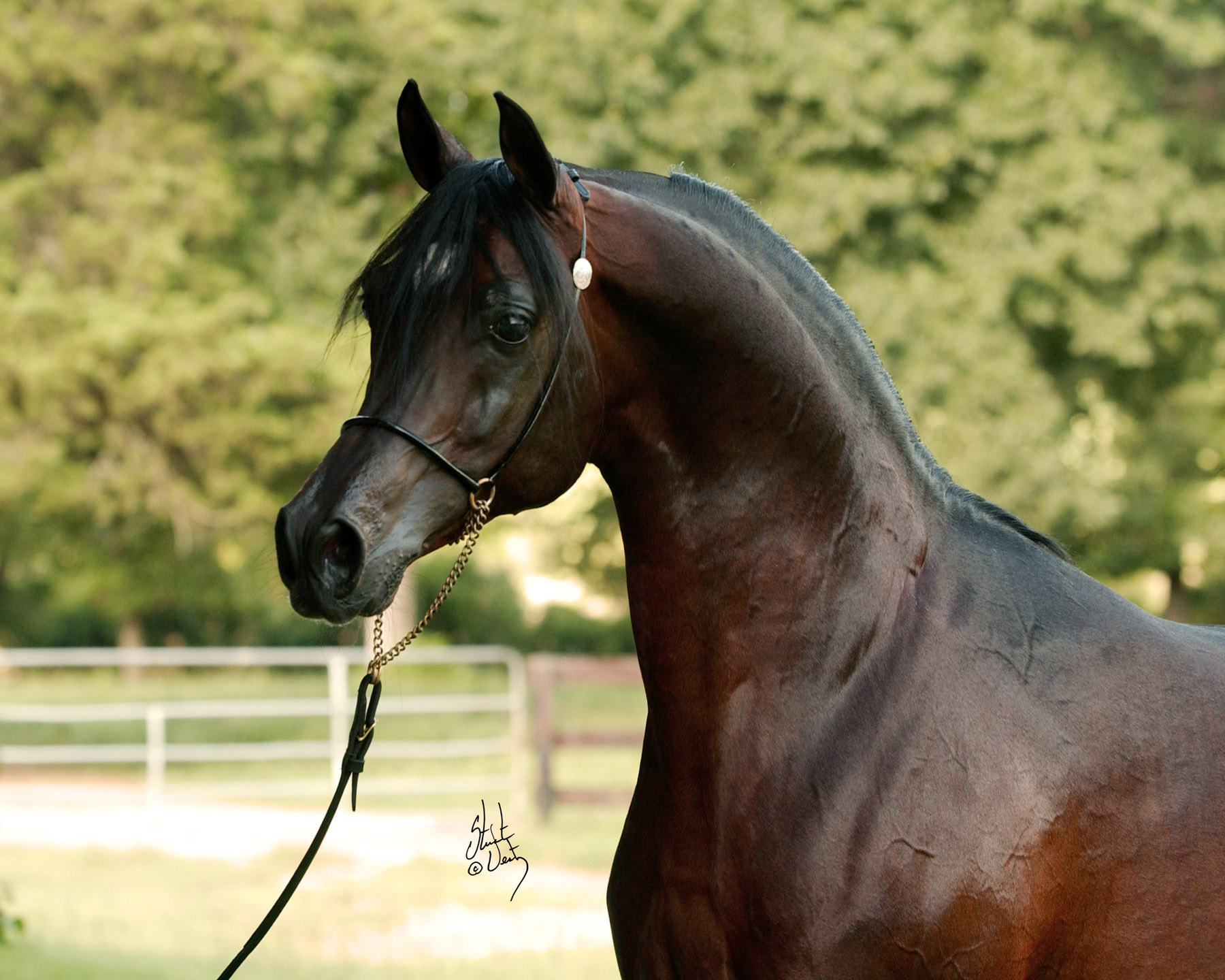 On the Cover: Gazal al Shaqab - The Arabian Magazine