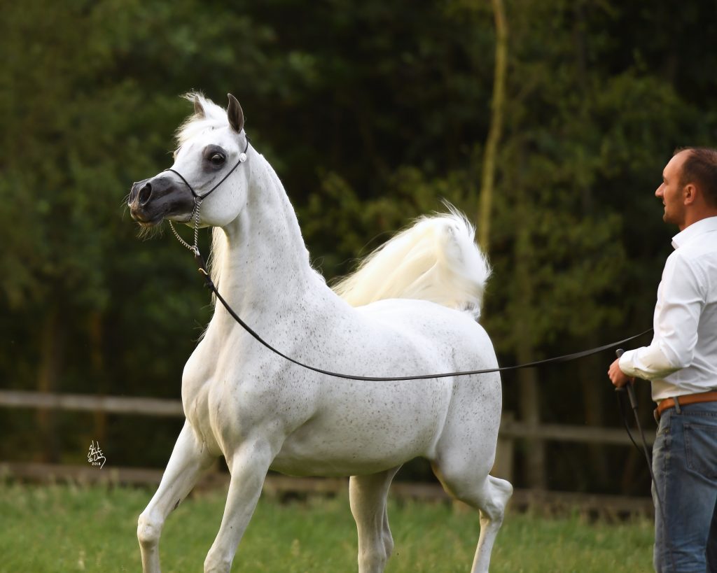 The Ethereal Queen – Anood al Nasser - The Arabian Magazine