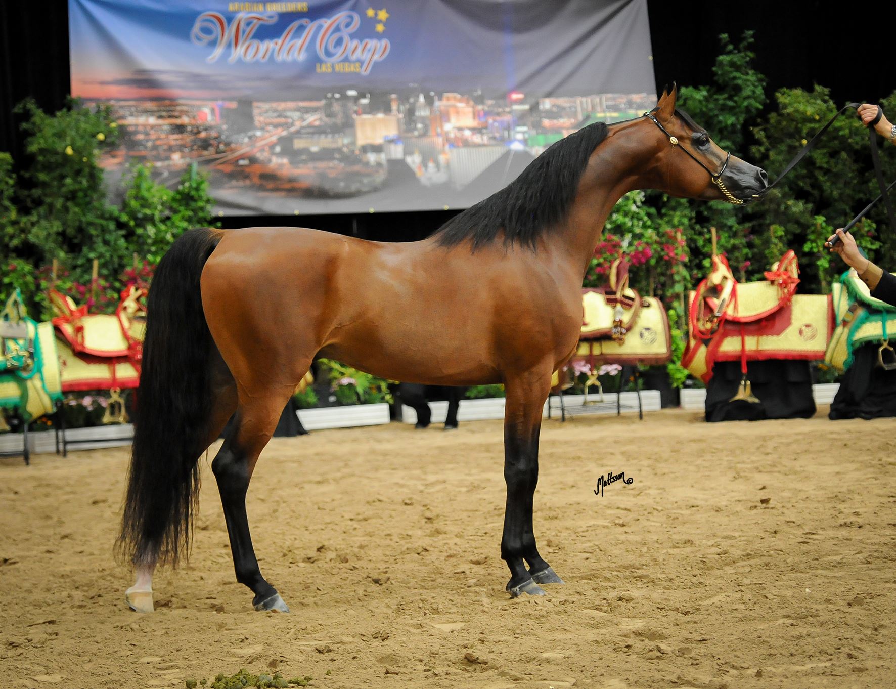 Bloodlines tell, and they do - The Arabian Magazine