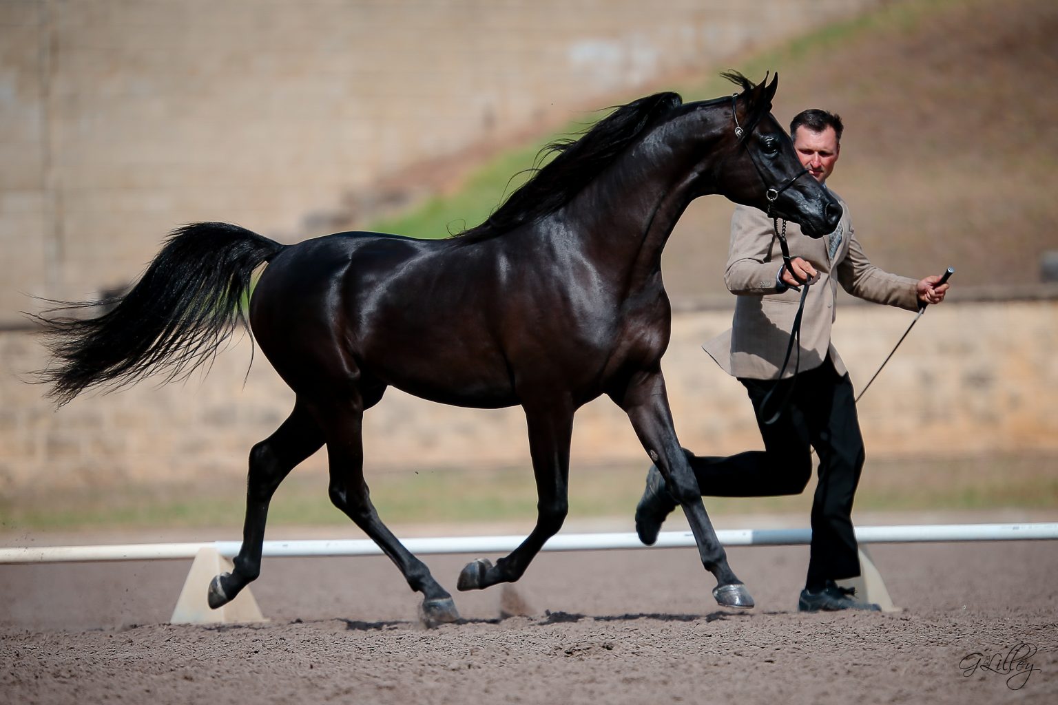 East Coast Arabian Championships 2018 - The Arabian Magazine