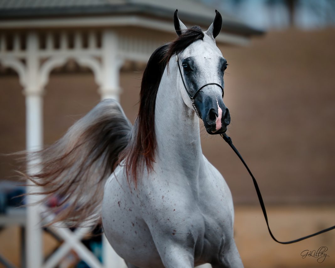 East Coast Arabian Championships 2018 - The Arabian Magazine
