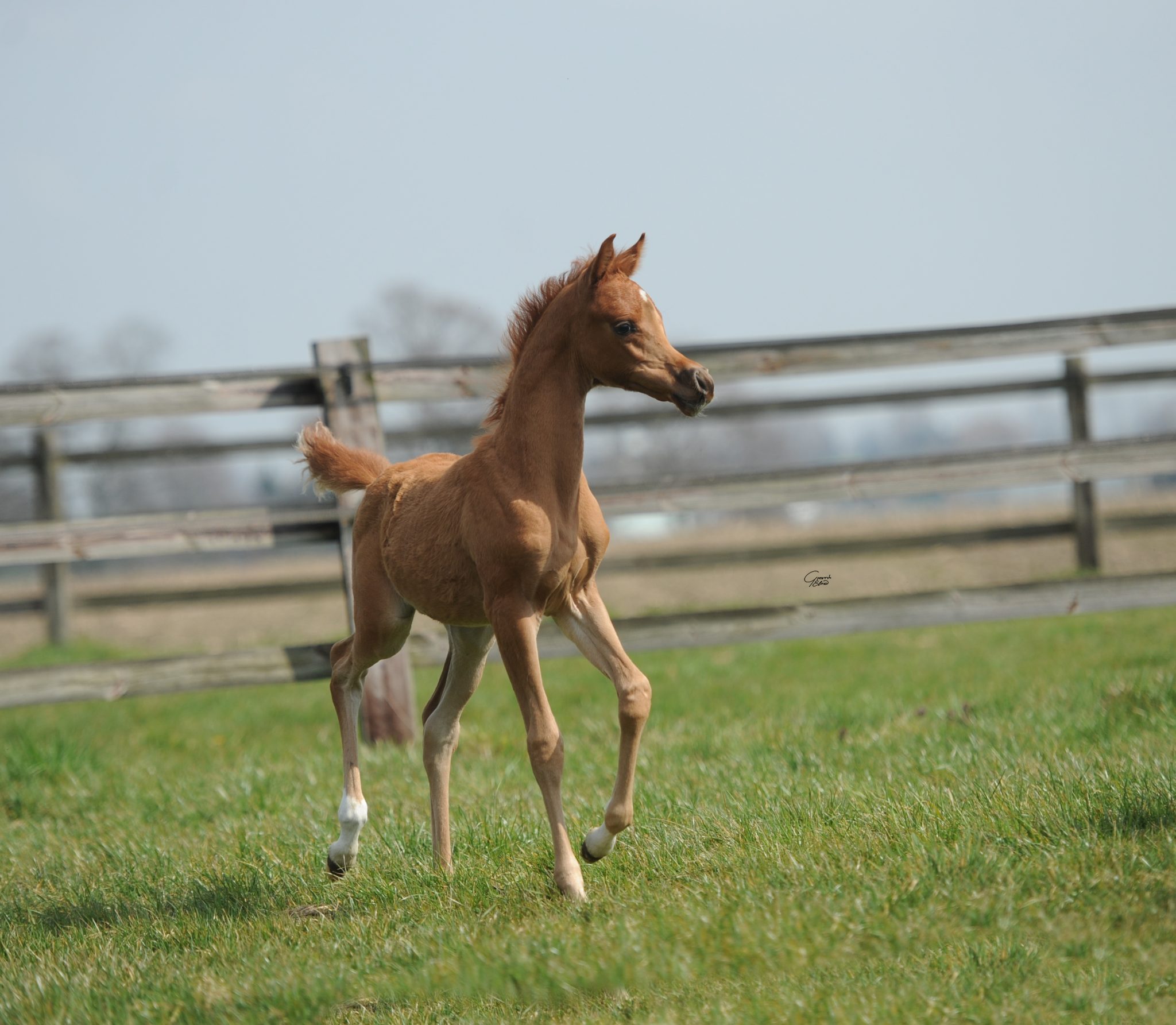 The Arabian Breeders’ Magazine Cover Horse – AJ Mardan - The Arabian ...