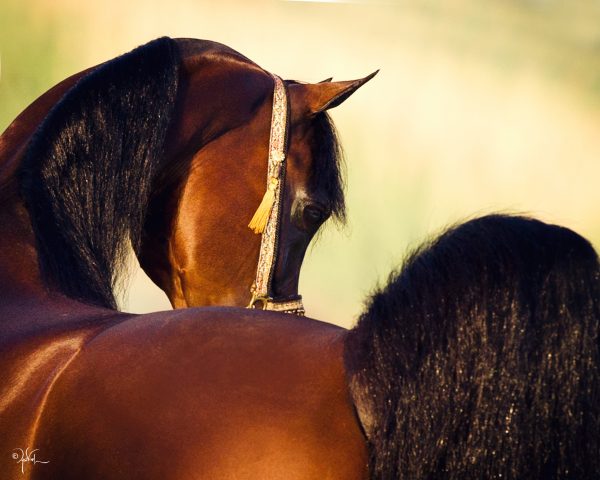 Setting the World Alight: QR Marc - The Arabian Magazine