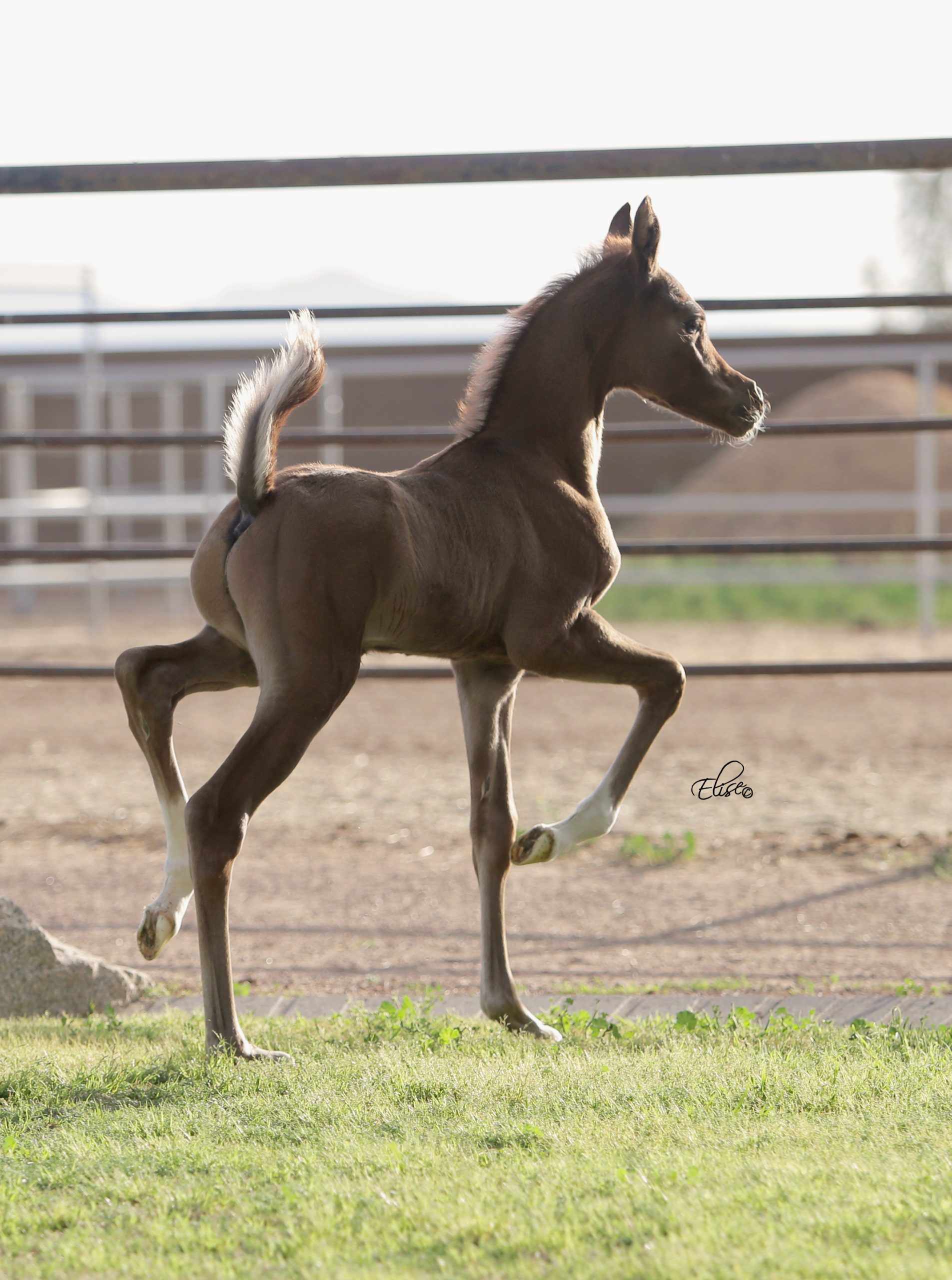 The Power of Exxalt - The Arabian Magazine