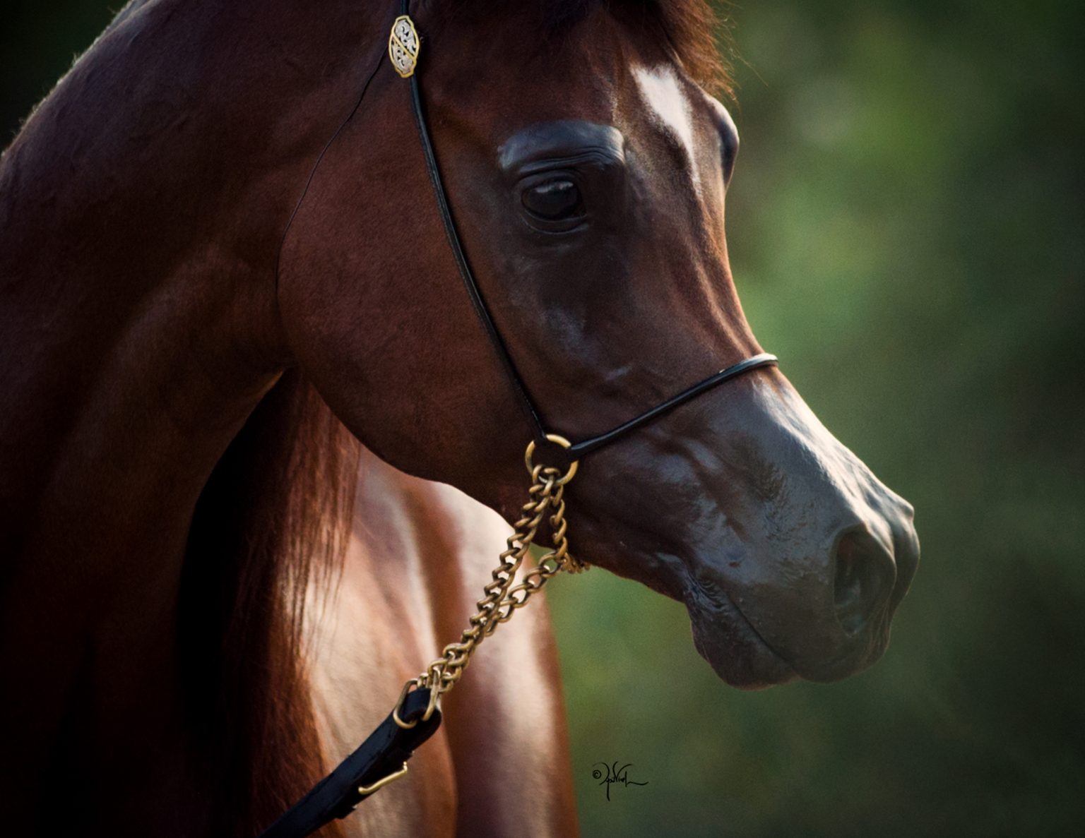 Royal Asad: His Promise is to Better Tomorrow - The Arabian Magazine