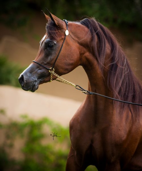 Royal Asad: His Promise is to Better Tomorrow - The Arabian Magazine