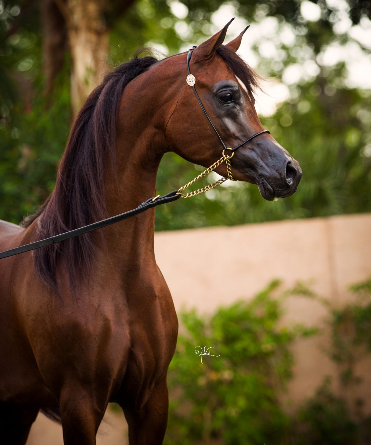 Royal Asad: His Promise is to Better Tomorrow - The Arabian Magazine