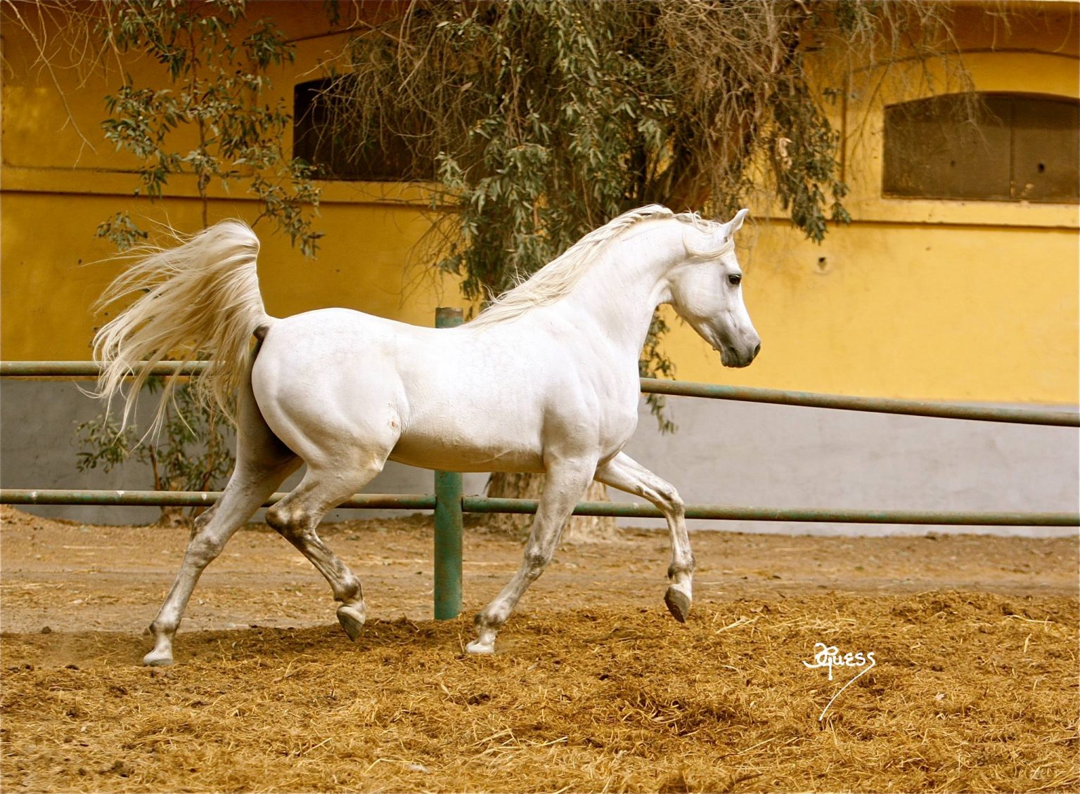 The Passing of a Legend: Tagweed - The Arabian Magazine