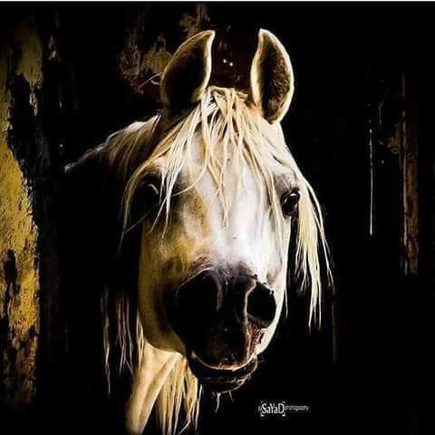 The Passing of a Legend: Tagweed - The Arabian Magazine