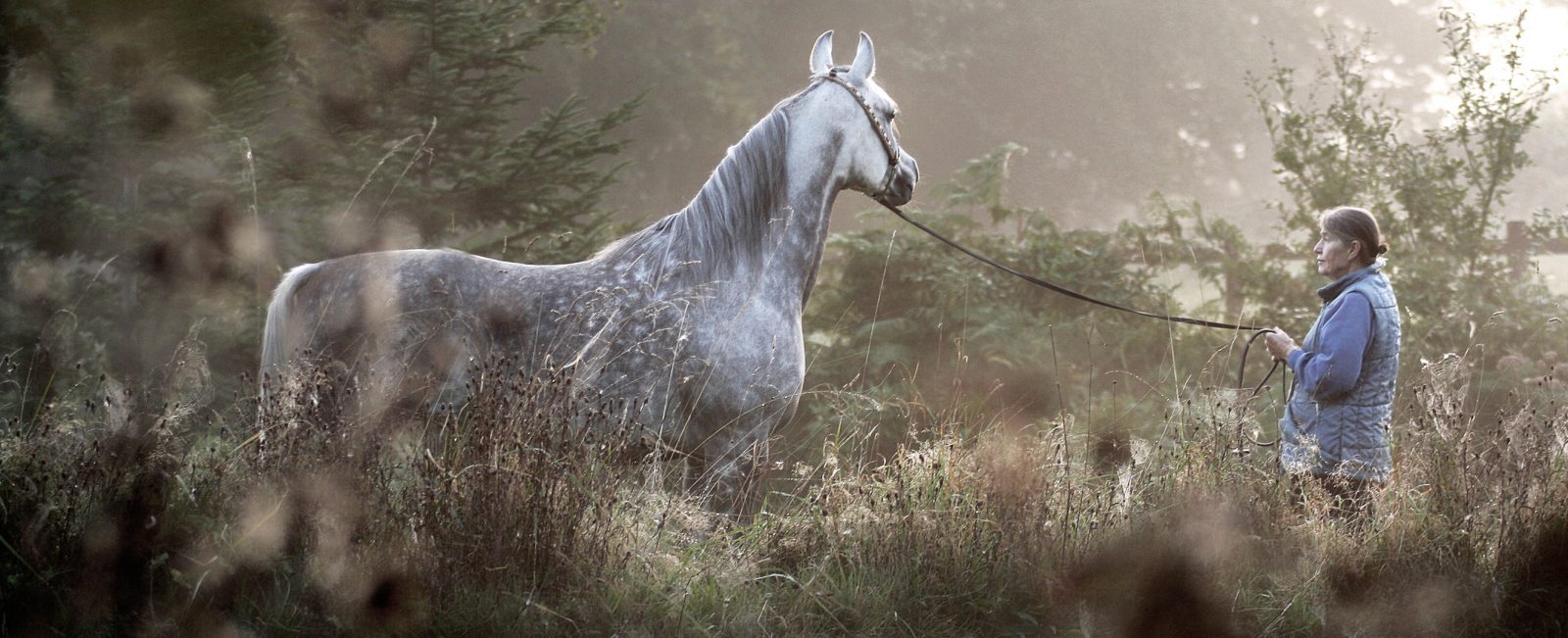 Lodge Farm Arabians Part II - The Arabian Magazine