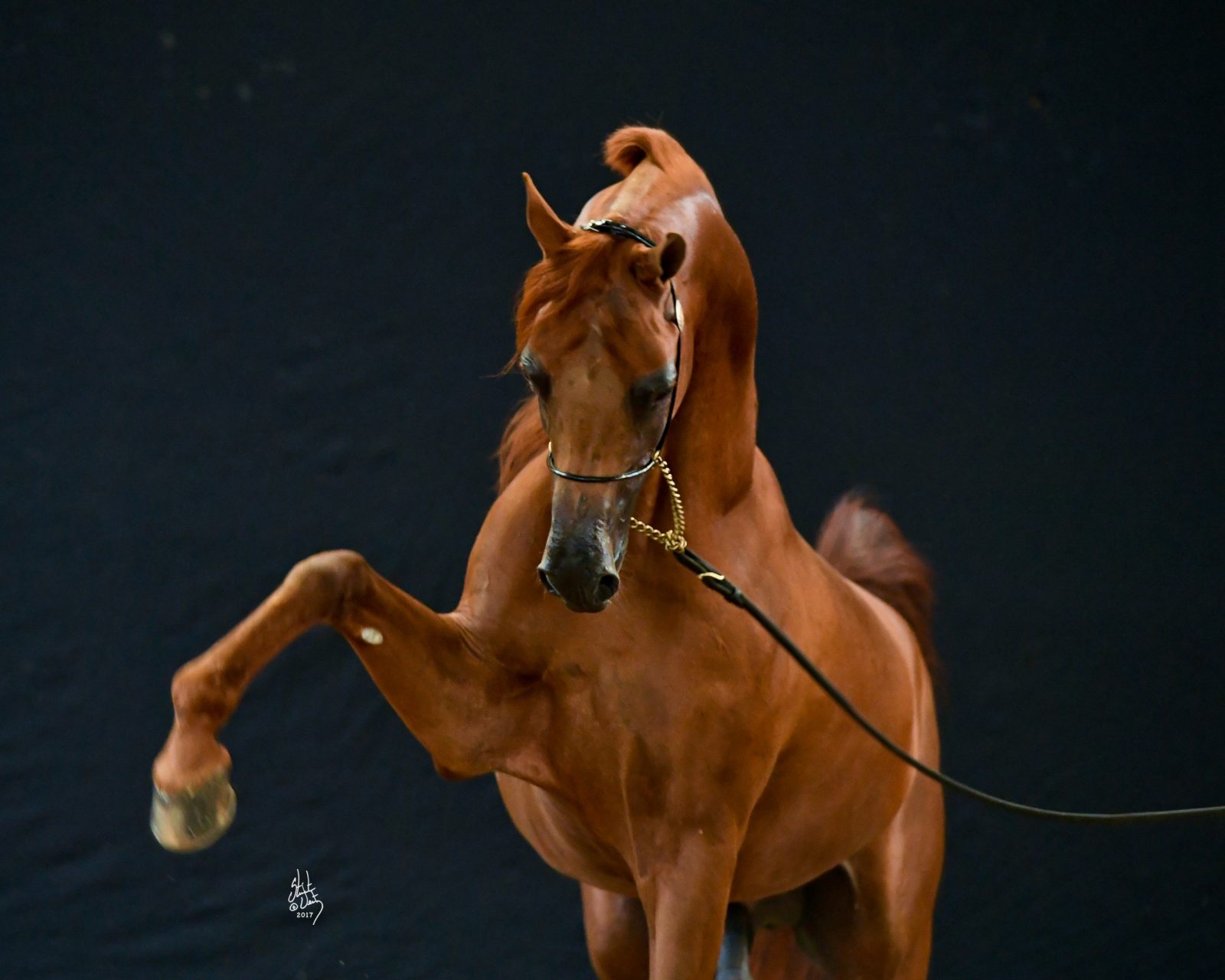 RHR Heir of Marwan - The Ultimate - The Arabian Magazine