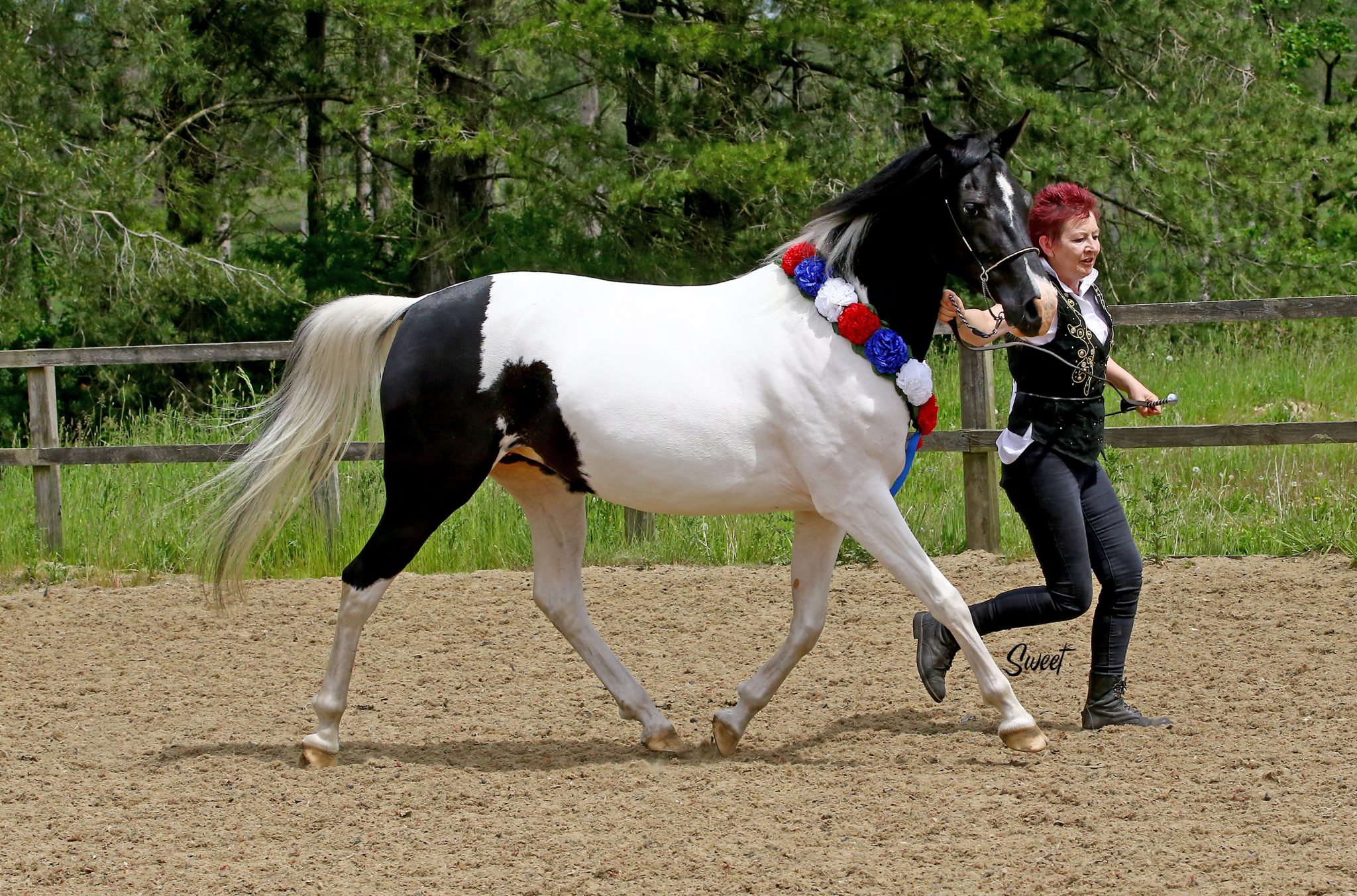 The 2021 HoCoN Arabian Horse Show - The Arabian Magazine