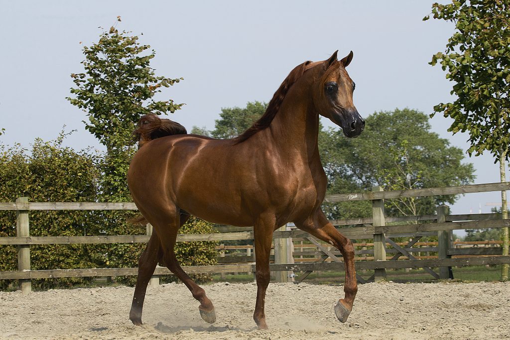 RHR Heir of Marwan - The Ultimate - The Arabian Magazine