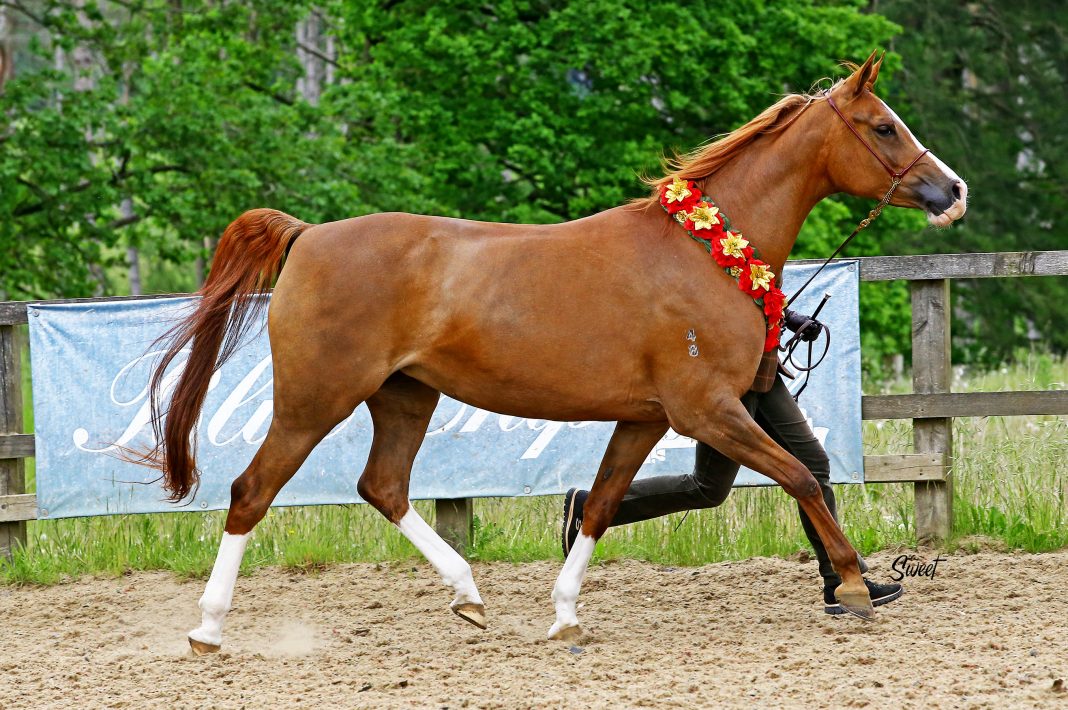 The 2021 HoCoN Arabian Horse Show - The Arabian Magazine