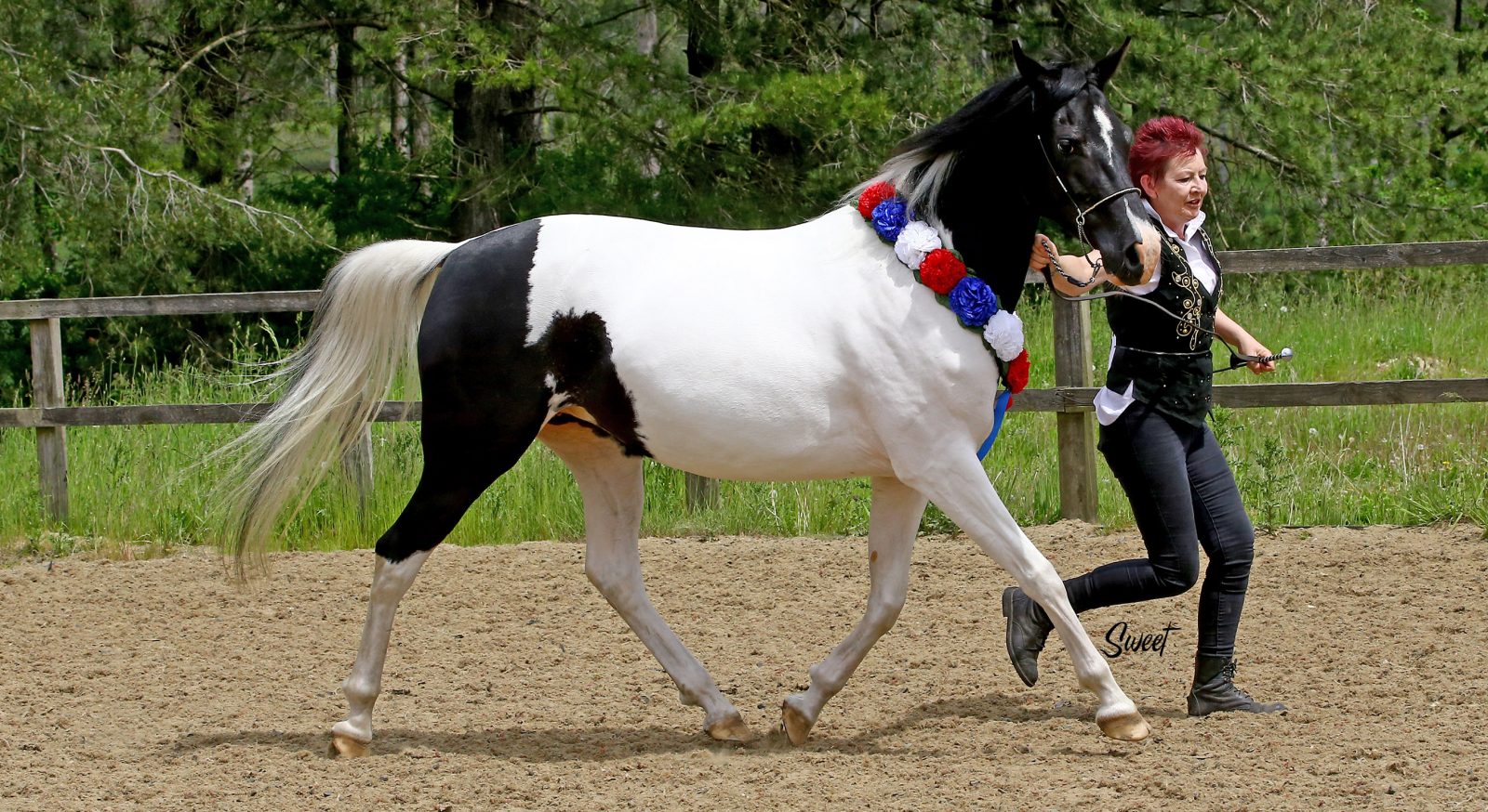 The 2021 HoCoN Arabian Horse Show - The Arabian Magazine