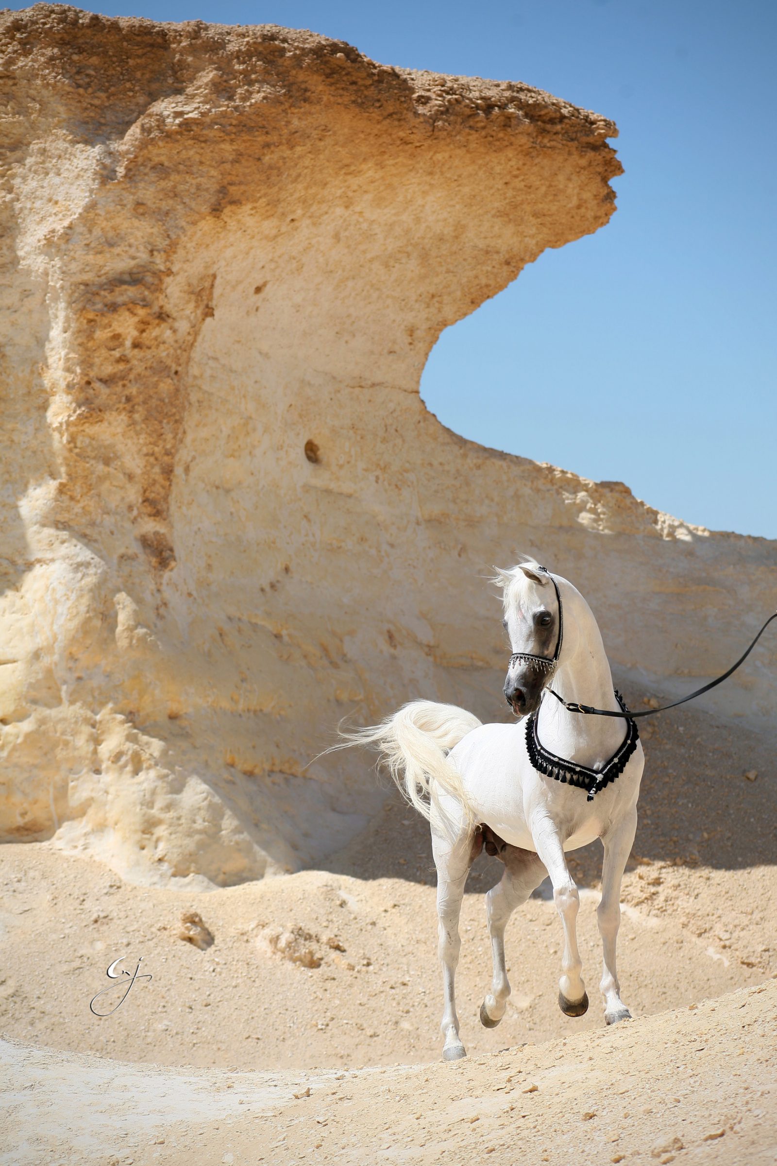 Arabian Breeders in the United Arab Emirates - The Arabian Magazine