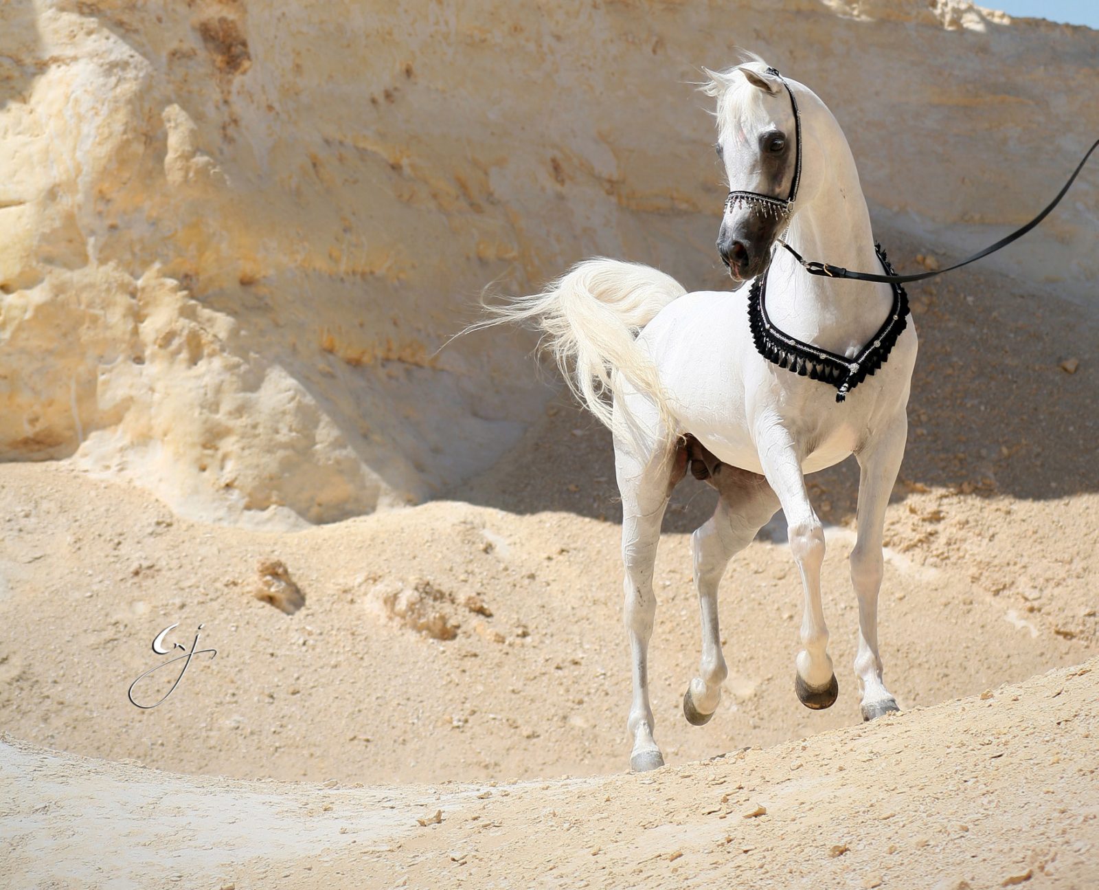 Arabian Breeders in the United Arab Emirates - The Arabian Magazine