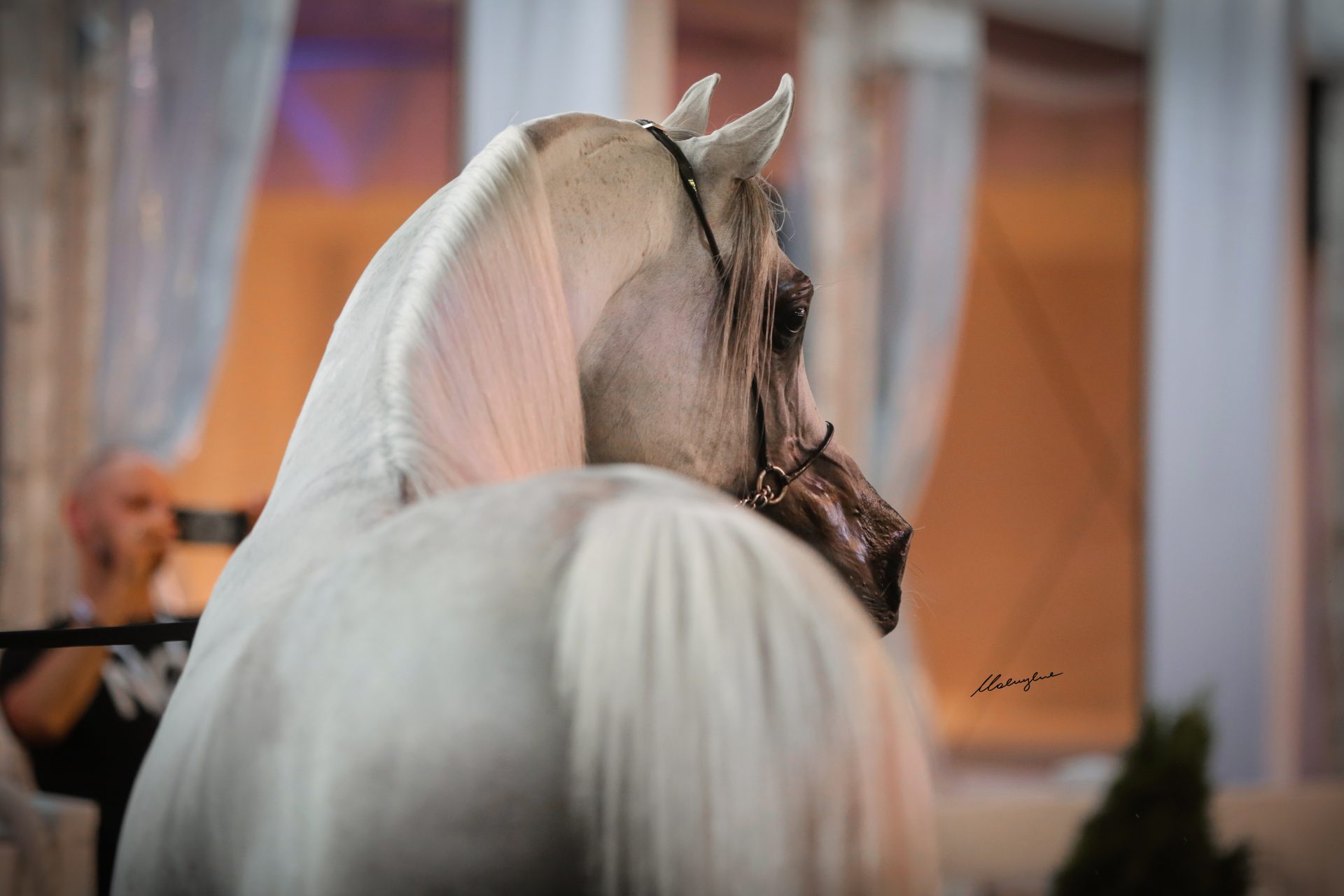 Polish National Championships 2021 - The Arabian Magazine