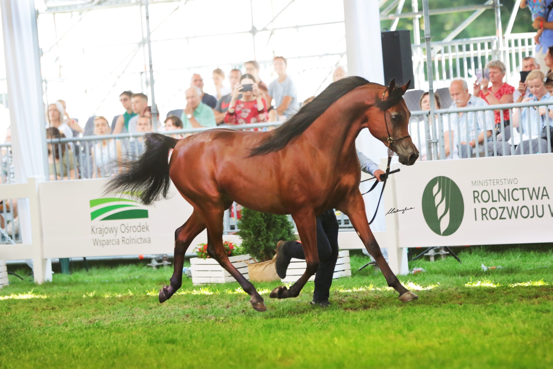 Polish National Championships 2021 - The Arabian Magazine