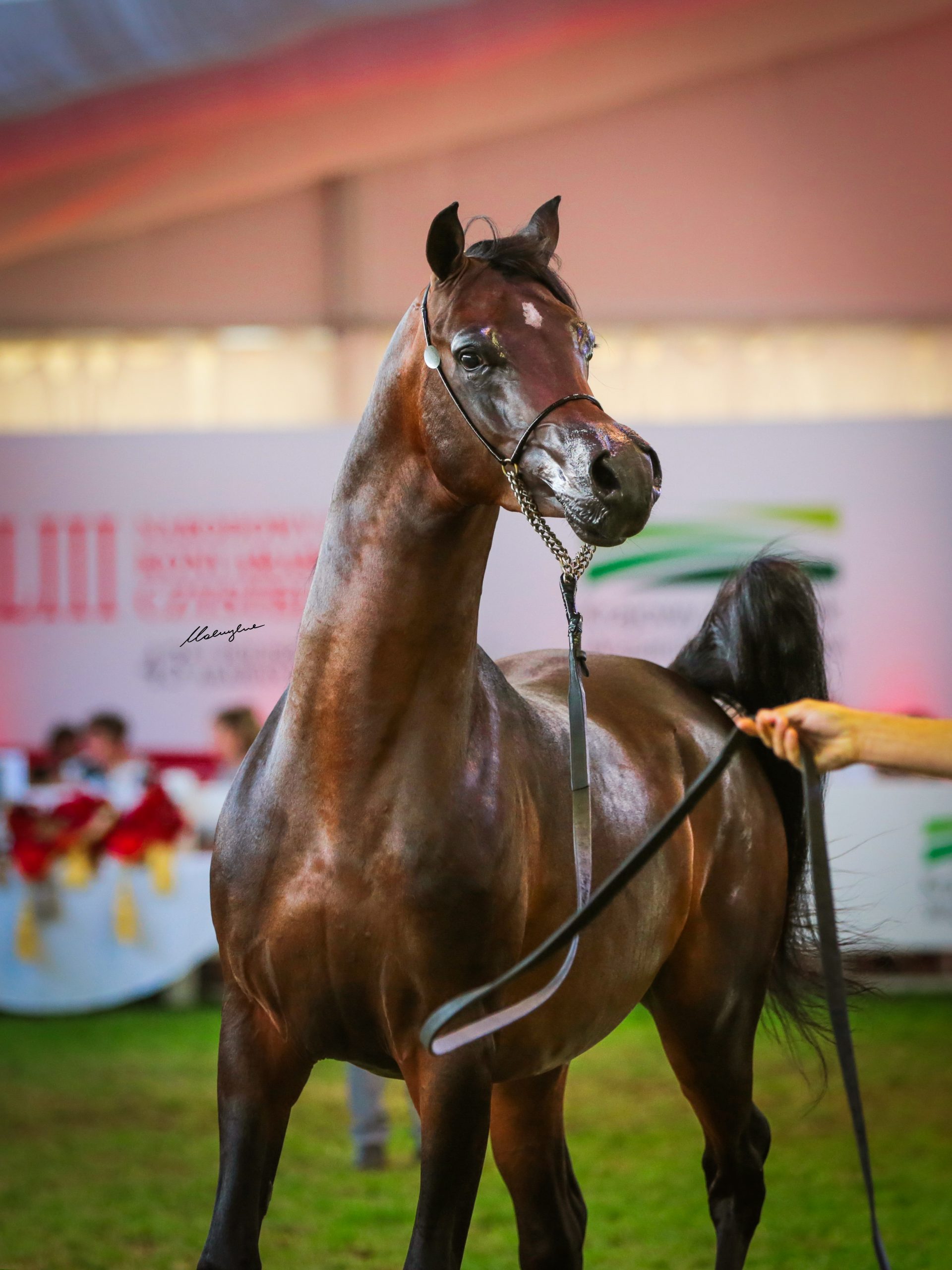 Polish National Championships 2021 - The Arabian Magazine
