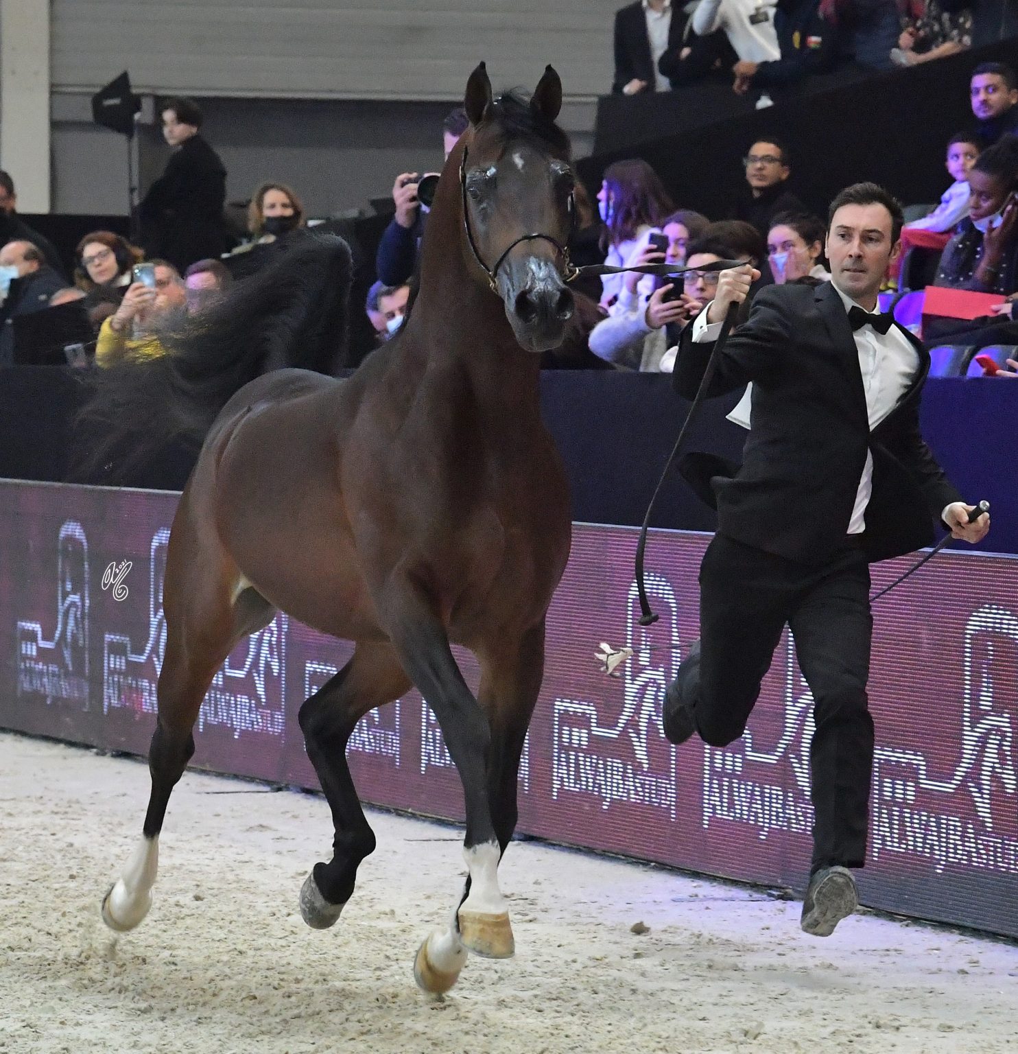 The Males: World Arabian Horse Championships, Paris 2021 - The Arabian ...