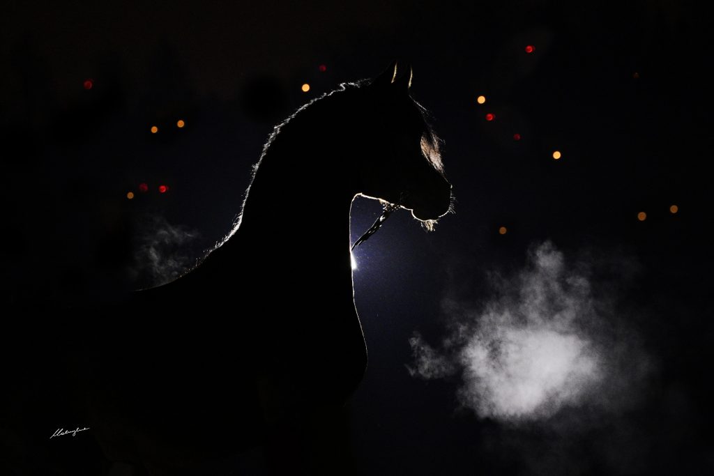 Editorial - The Arabian Breeders' Magazine Volume V Collectors' Edition ...