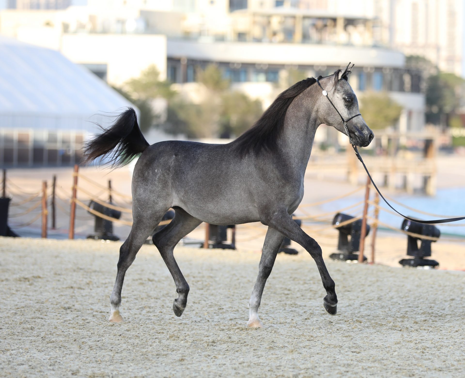 KIAHF a distinctive blend of past, present and the future: Bader Al ...