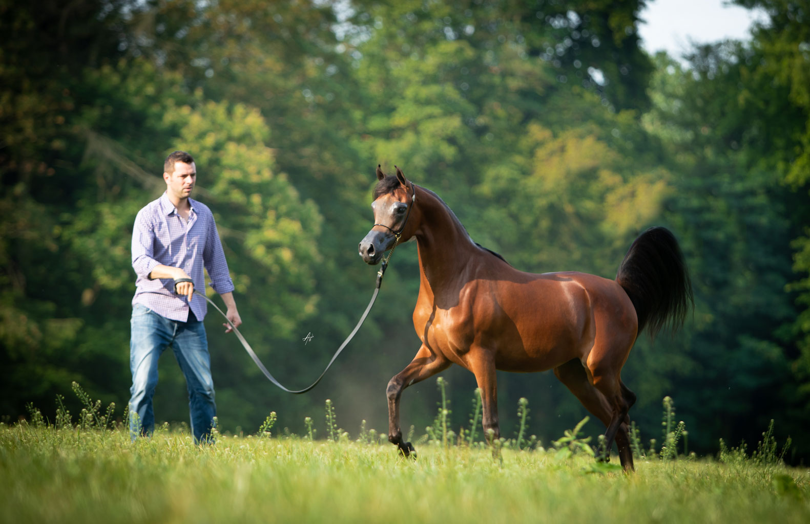 Royal Asad: The Lion King - The Arabian Magazine
