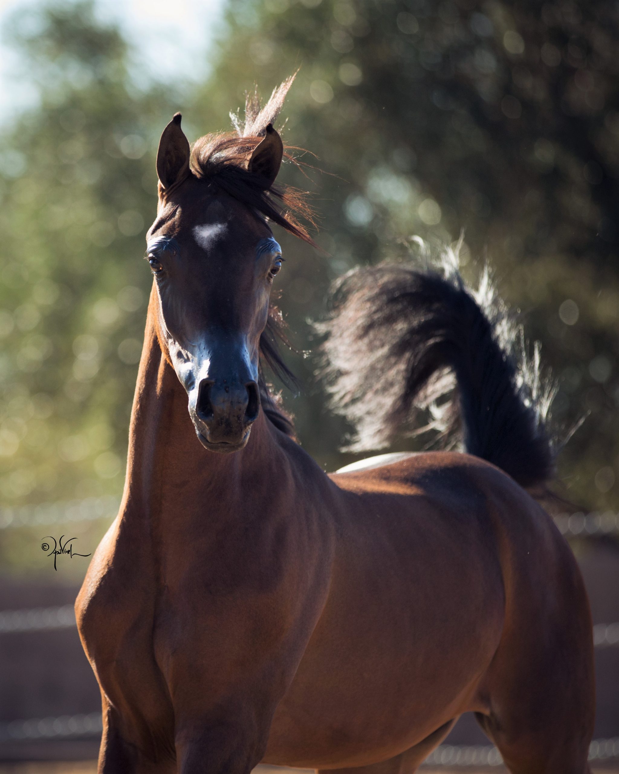 Royal Asad: The Lion King - The Arabian Magazine