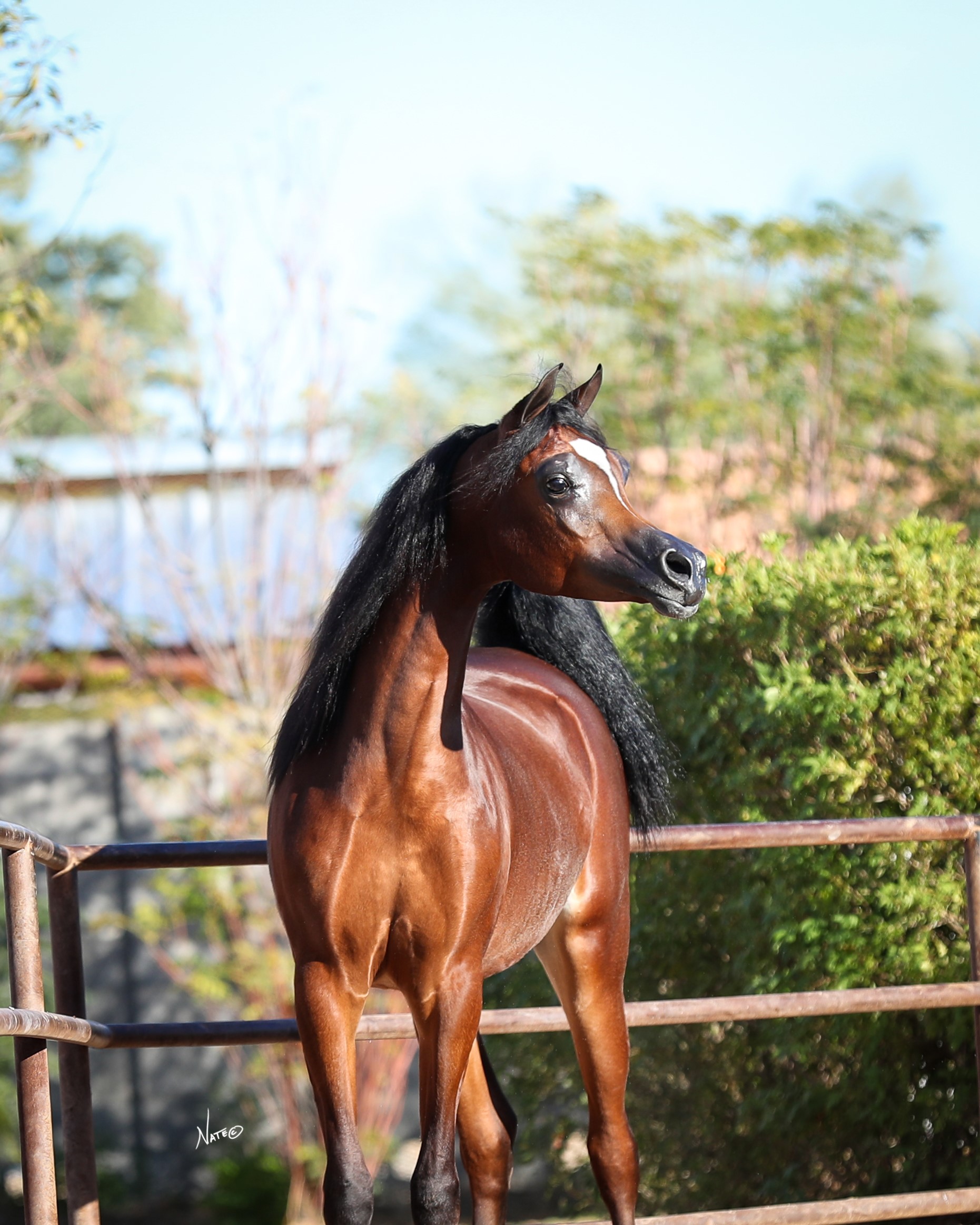 Royal Asad: The Lion King - The Arabian Magazine