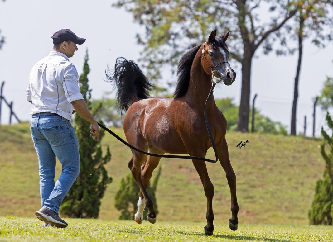Royal Asad: The Lion King - The Arabian Magazine
