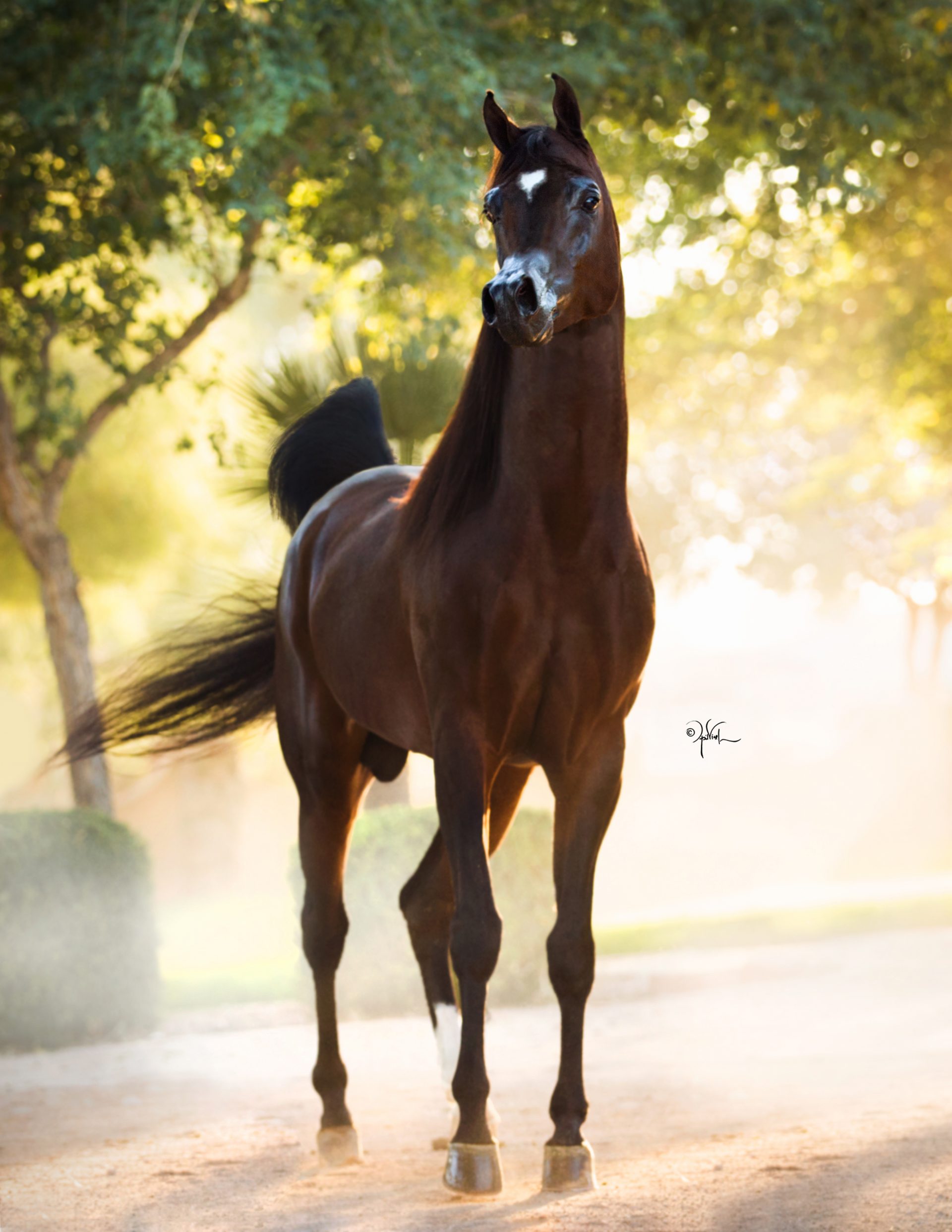 Royal Asad: The Lion King - The Arabian Magazine