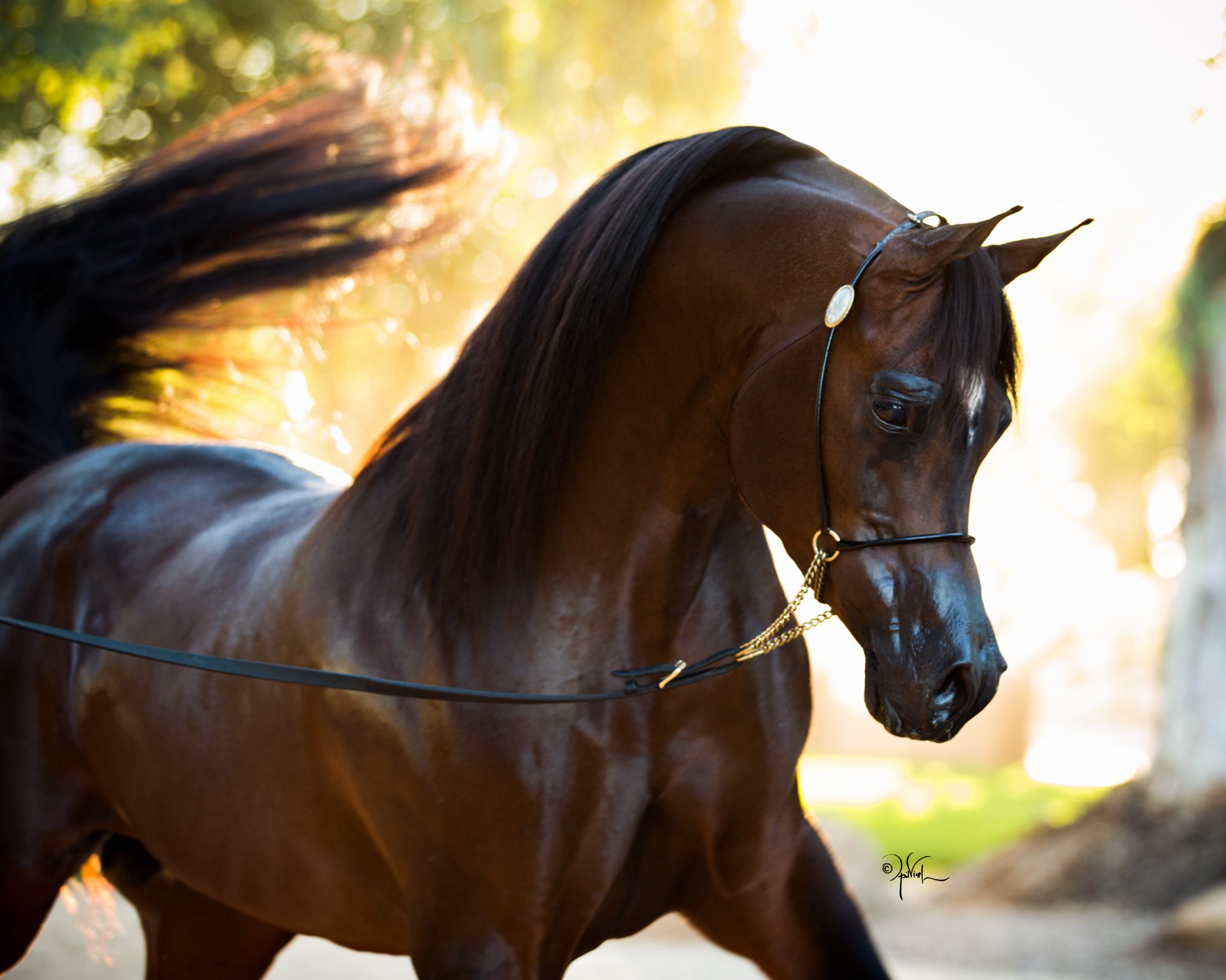 Royal Asad: The Lion King - The Arabian Magazine