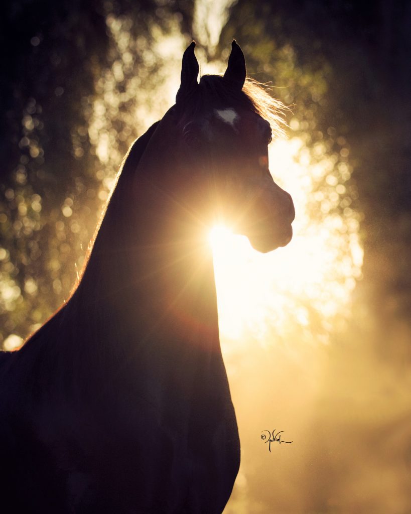 Royal Asad: The Lion King - The Arabian Magazine