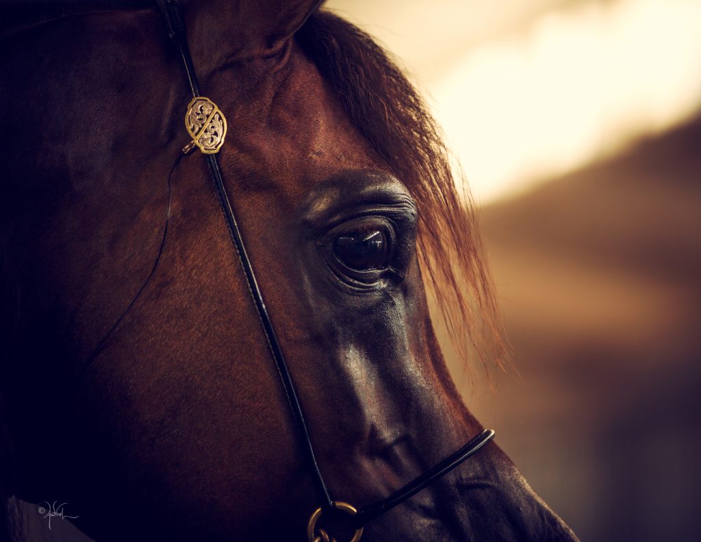 Royal Asad: The Lion King - The Arabian Magazine