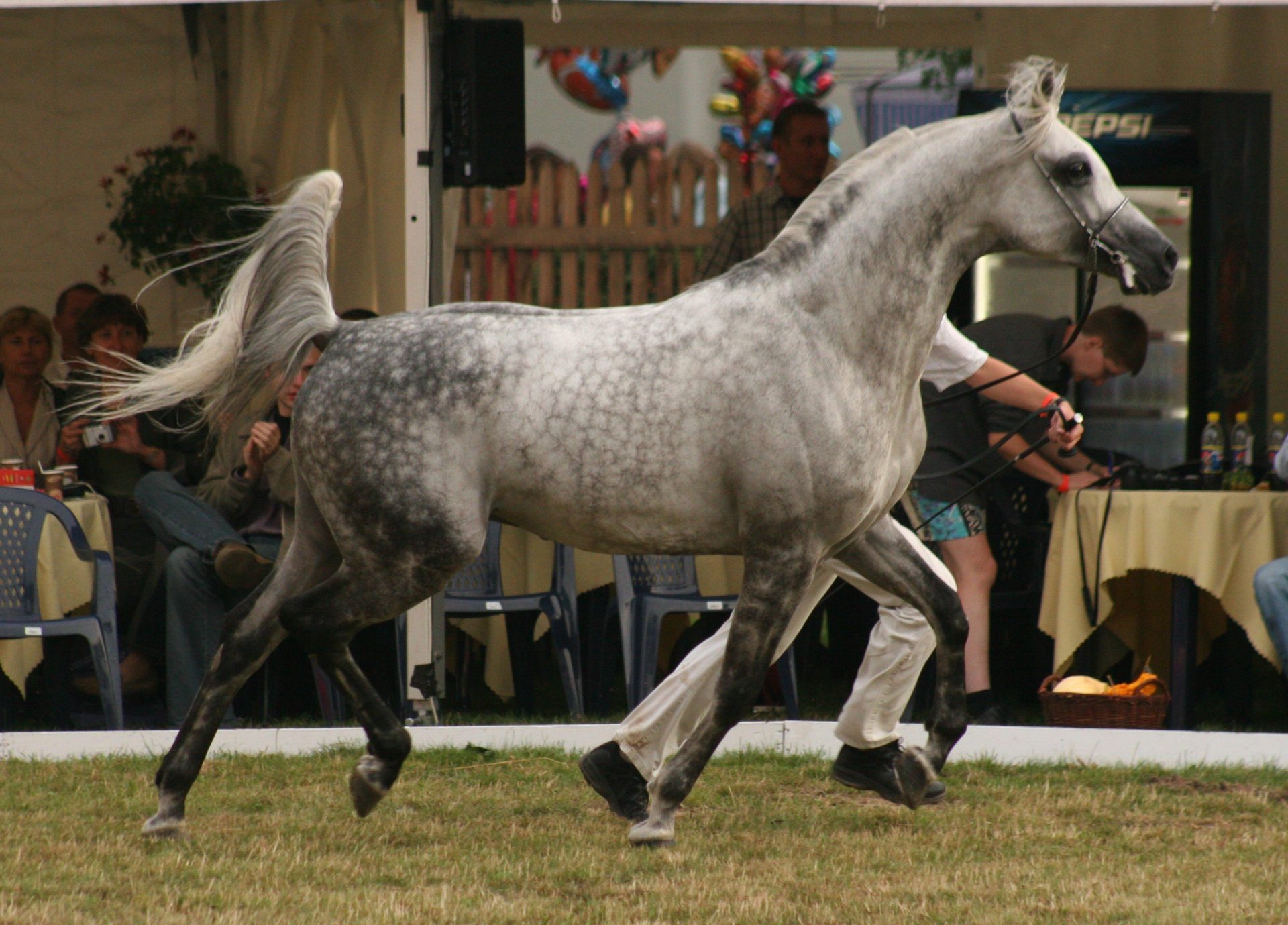 Piaff – A Polish icon passes - The Arabian Magazine