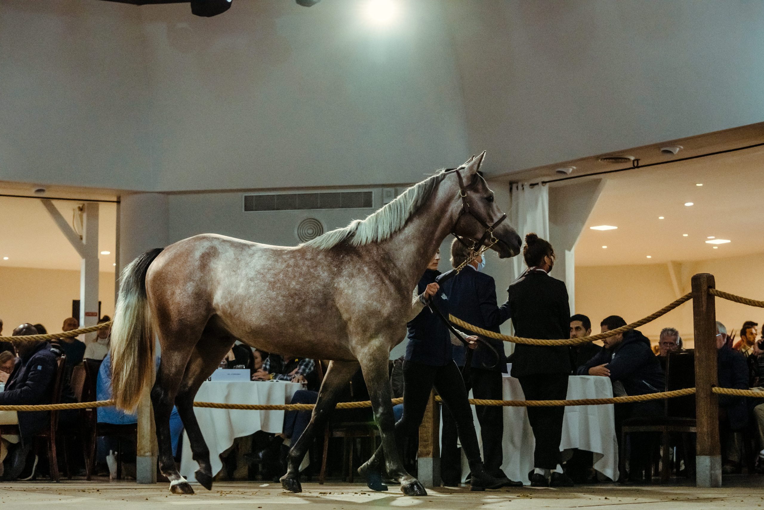 Arqana Purebred Arabian Sale - The Arabian Magazine