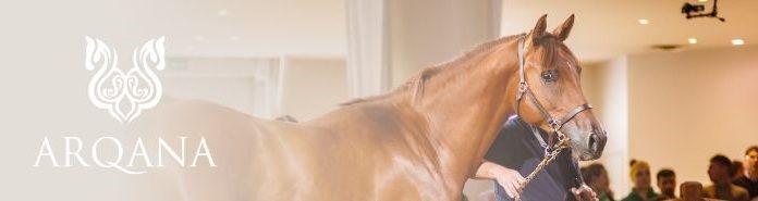 Arqana Purebred Arabian Sale - The Arabian Magazine