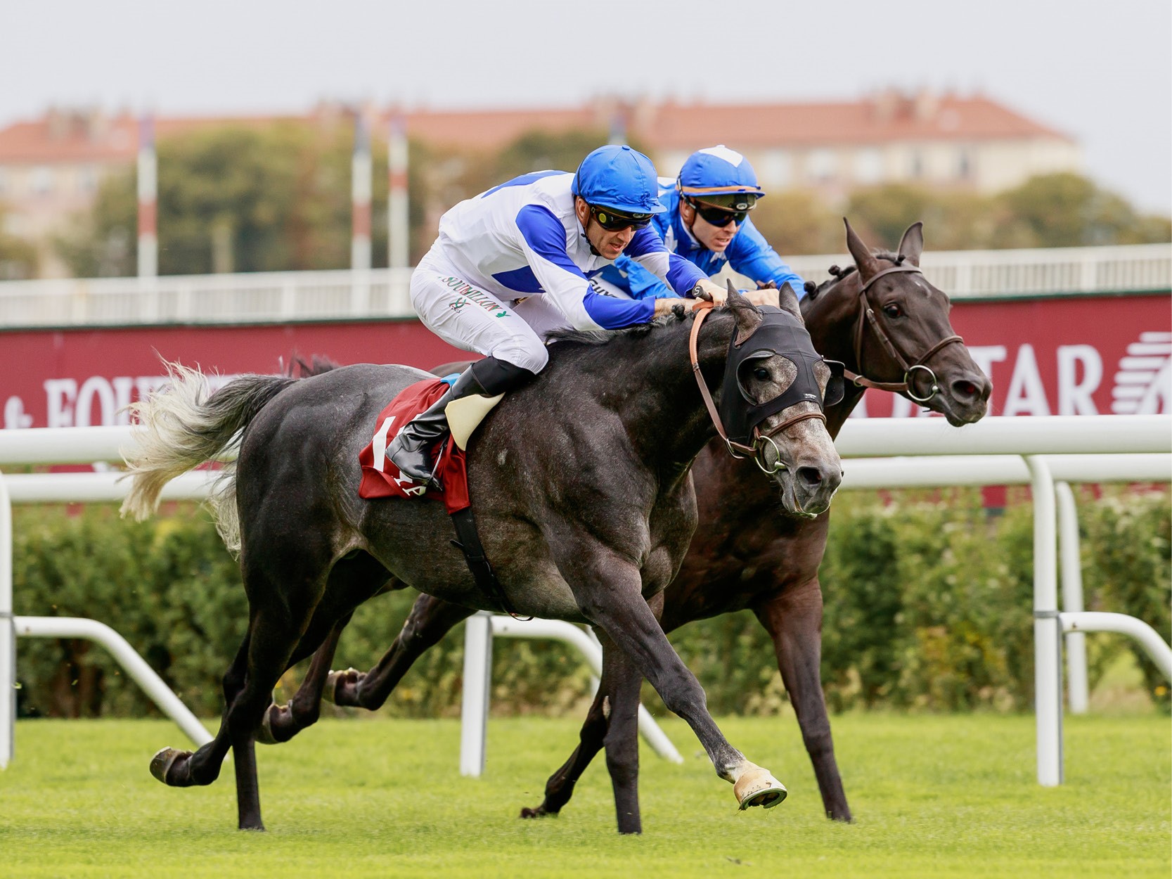 Arqana Purebred Arabian Sale - The Arabian Magazine