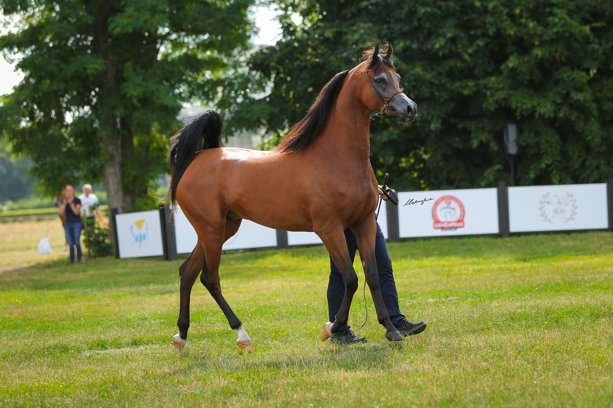 Sopot Arabian Horse Show 2022 - The Arabian Magazine