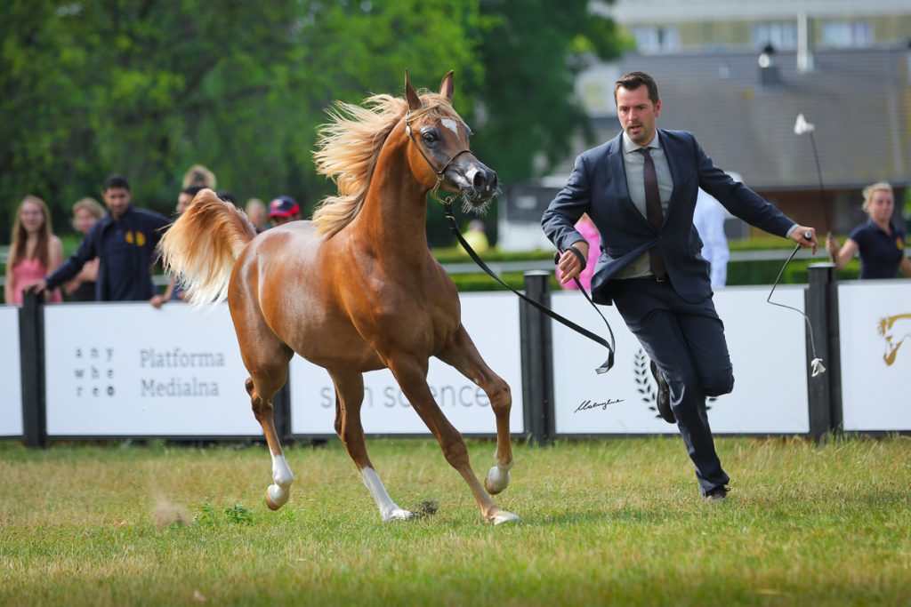 Sopot Arabian Horse Show 2022 - The Arabian Magazine