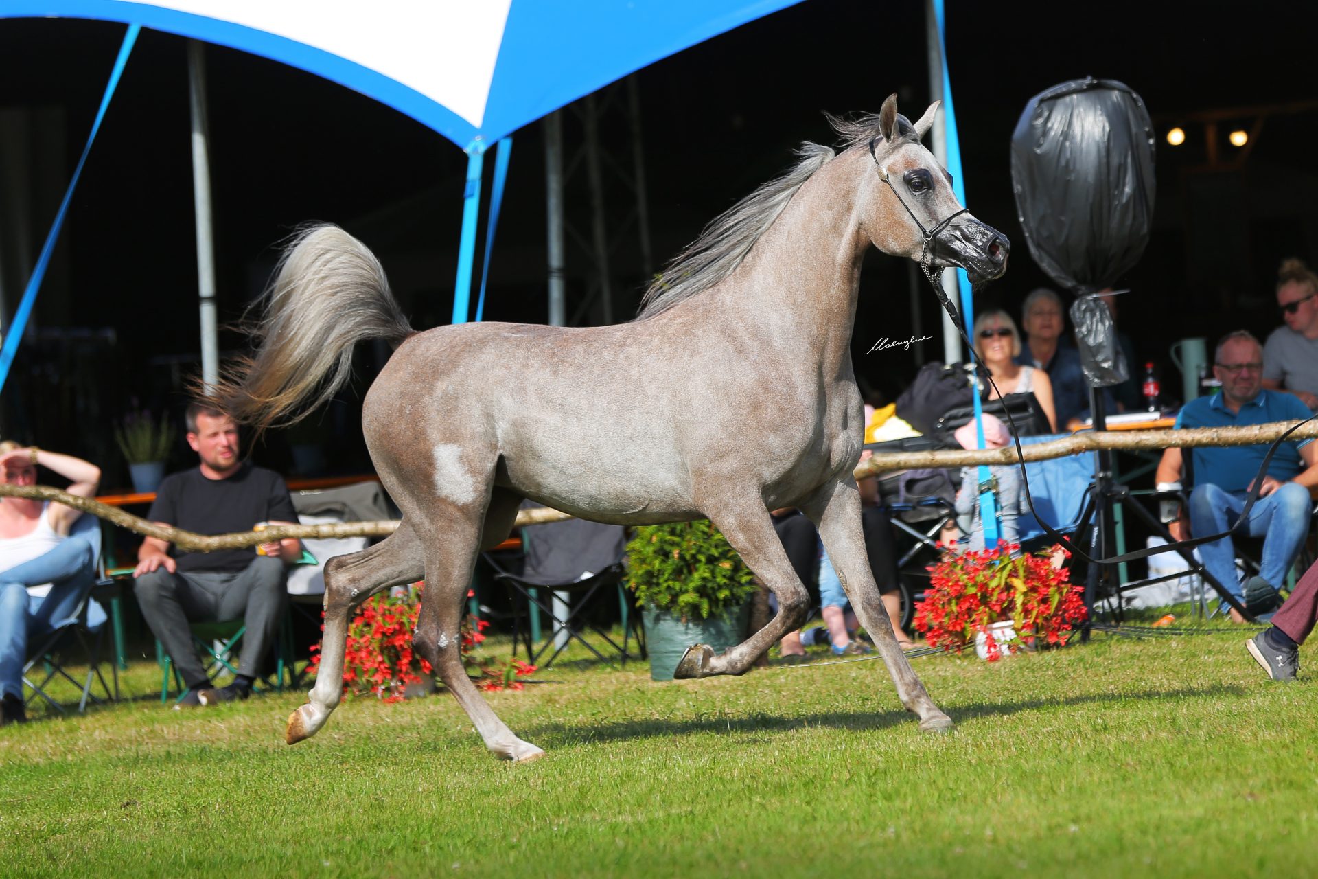 Ströhen International Show 2022 - The Arabian Magazine