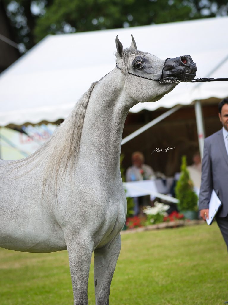 Ströhen International Show 2022 - The Arabian Magazine