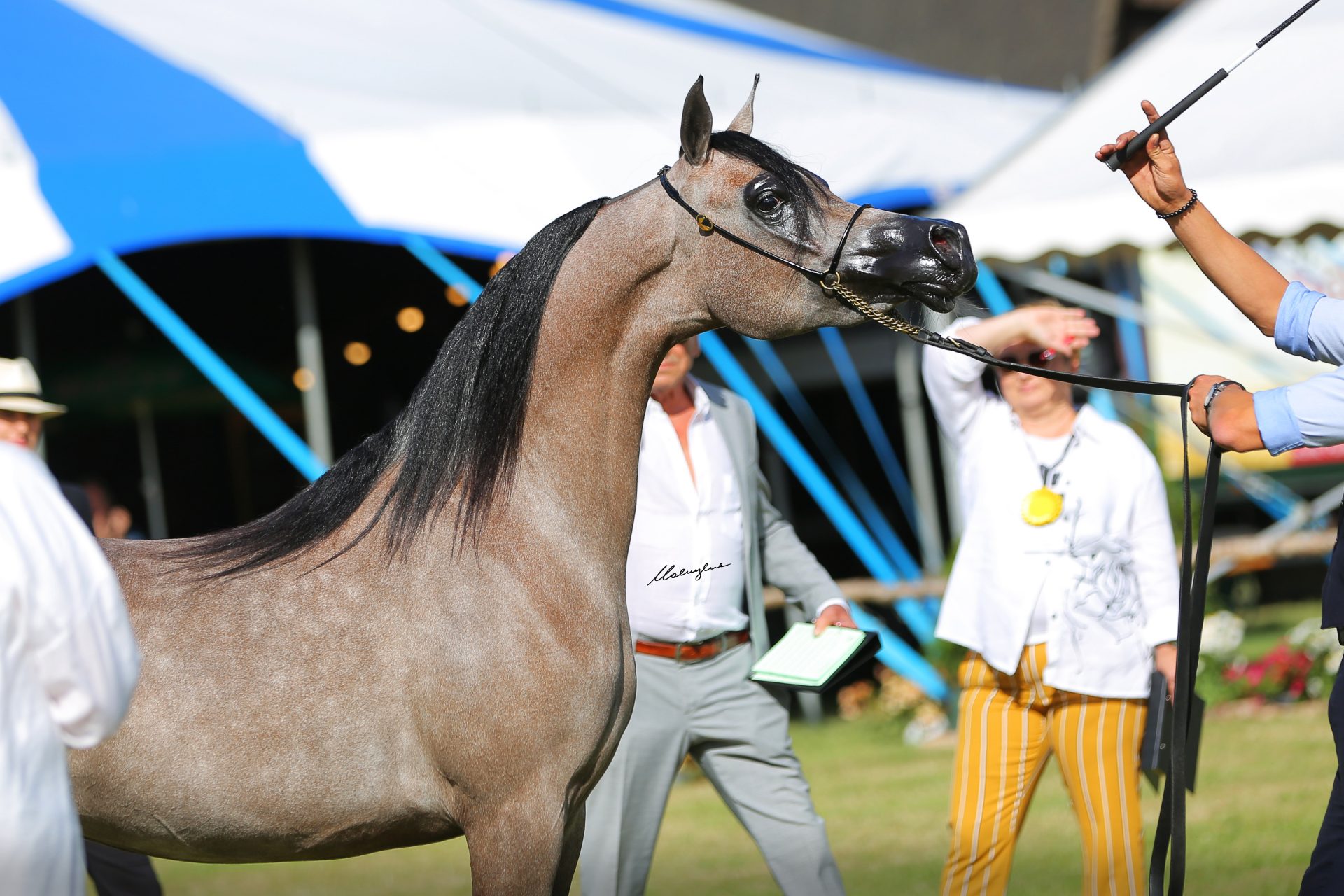 Ströhen International Show 2022 - The Arabian Magazine