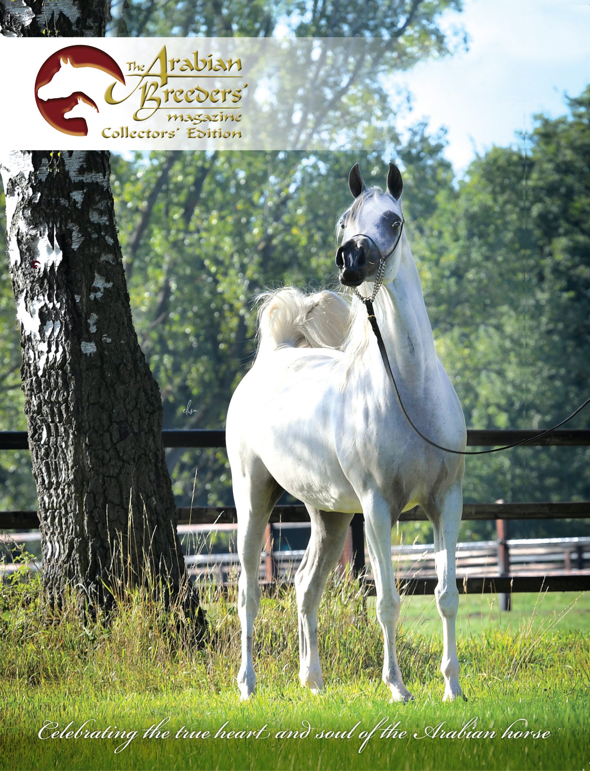 Basmah Albidayer - The Arabian Magazine