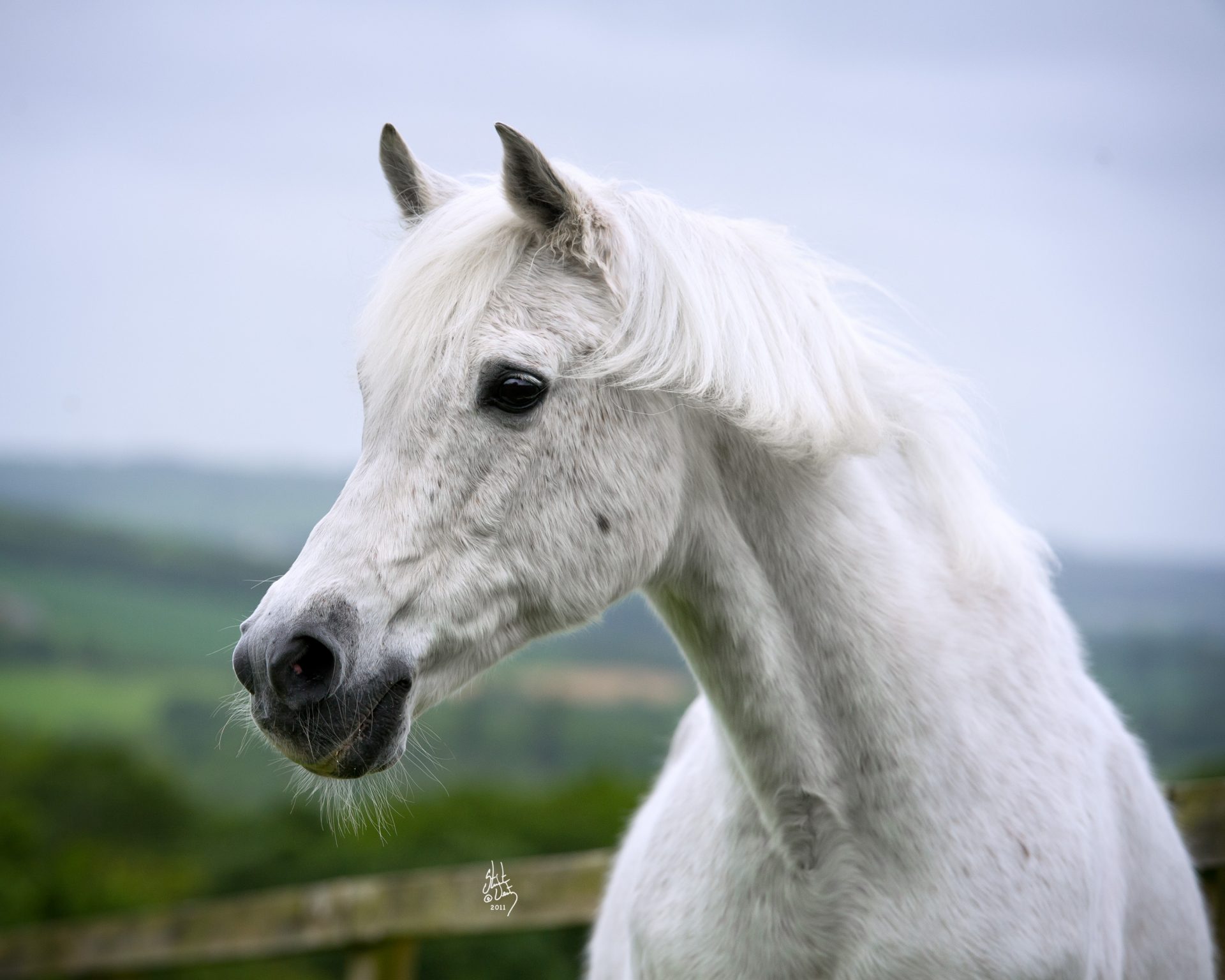 Shirley Watts 1938-2022 - The Arabian Magazine