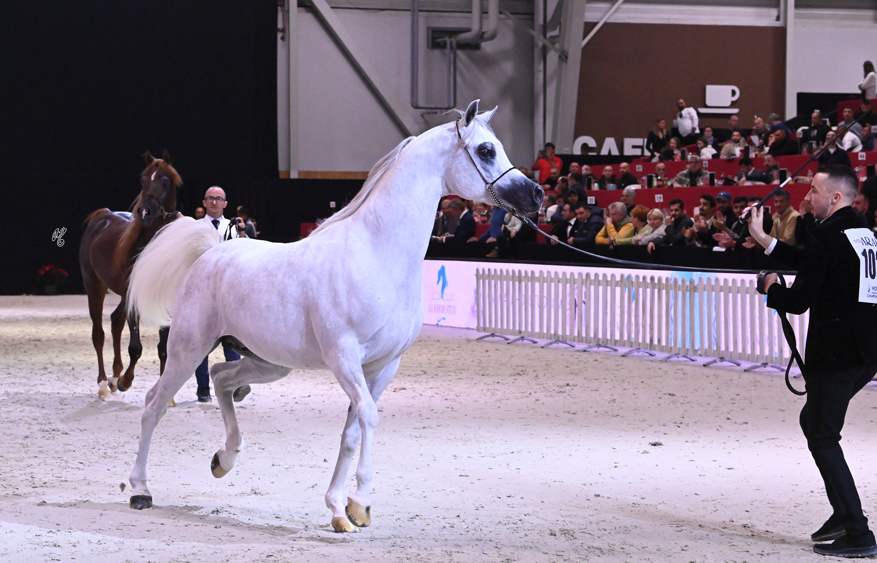 Junior Male World Champions - Paris 2022 - The Arabian Magazine