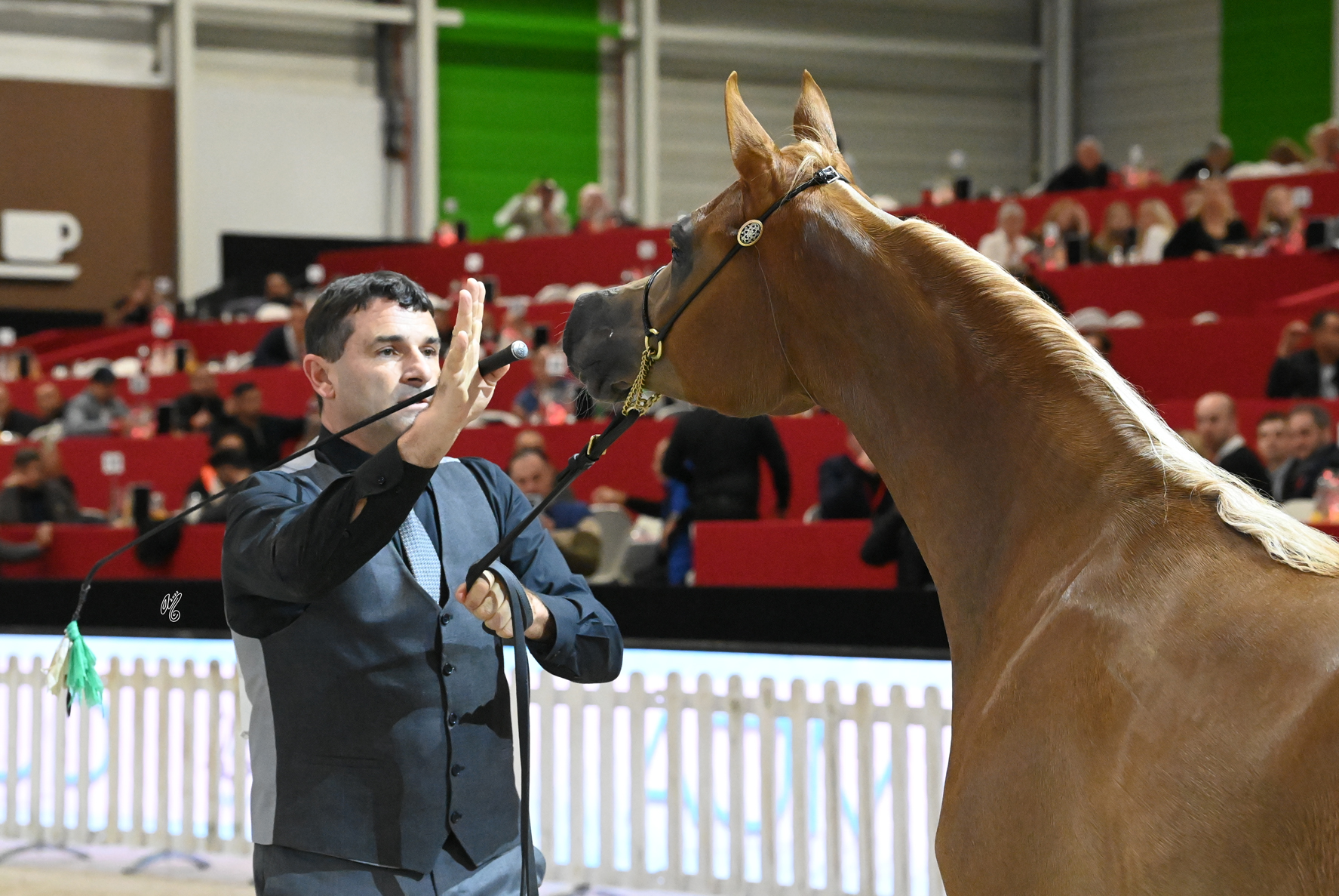 Yearling Filly World Champions – Paris 2022 - The Arabian Magazine