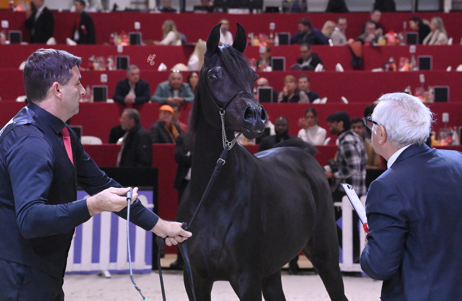 Yearling Male World Champions - Paris 2022 - The Arabian Magazine