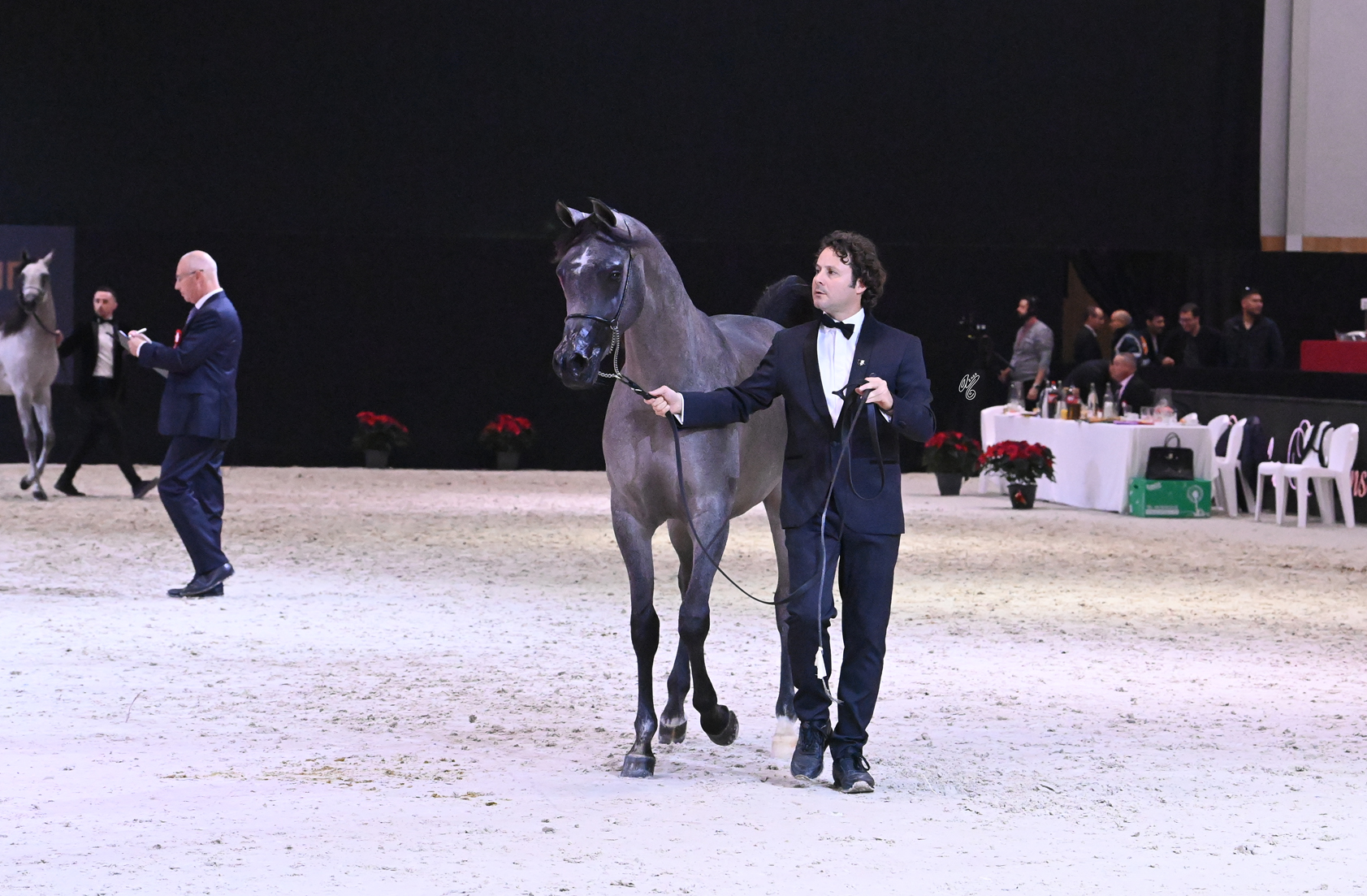 Yearling Male World Champions - Paris 2022 - The Arabian Magazine